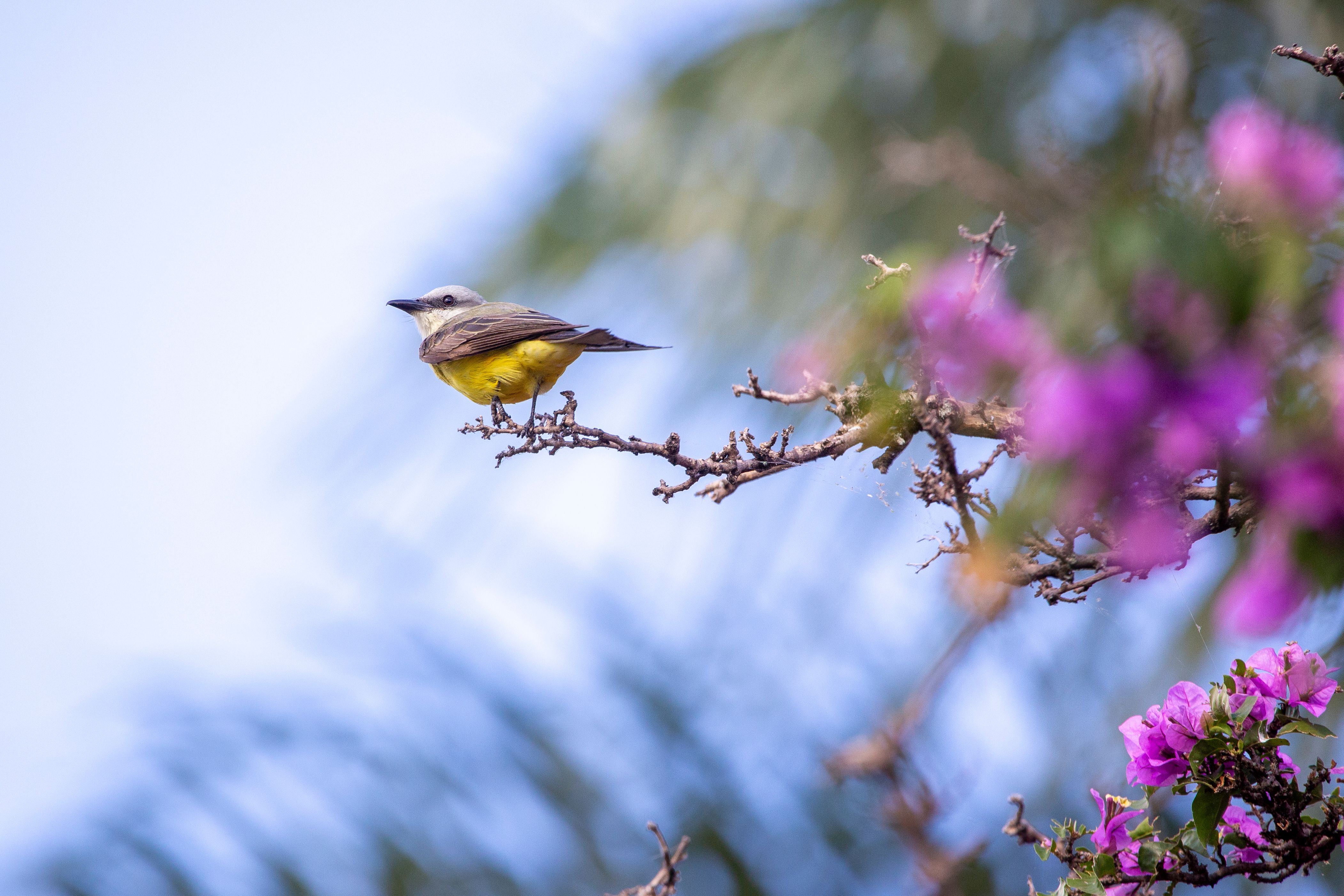 Bright Yellow Bird on Flowering Branch · Free Stock Photo