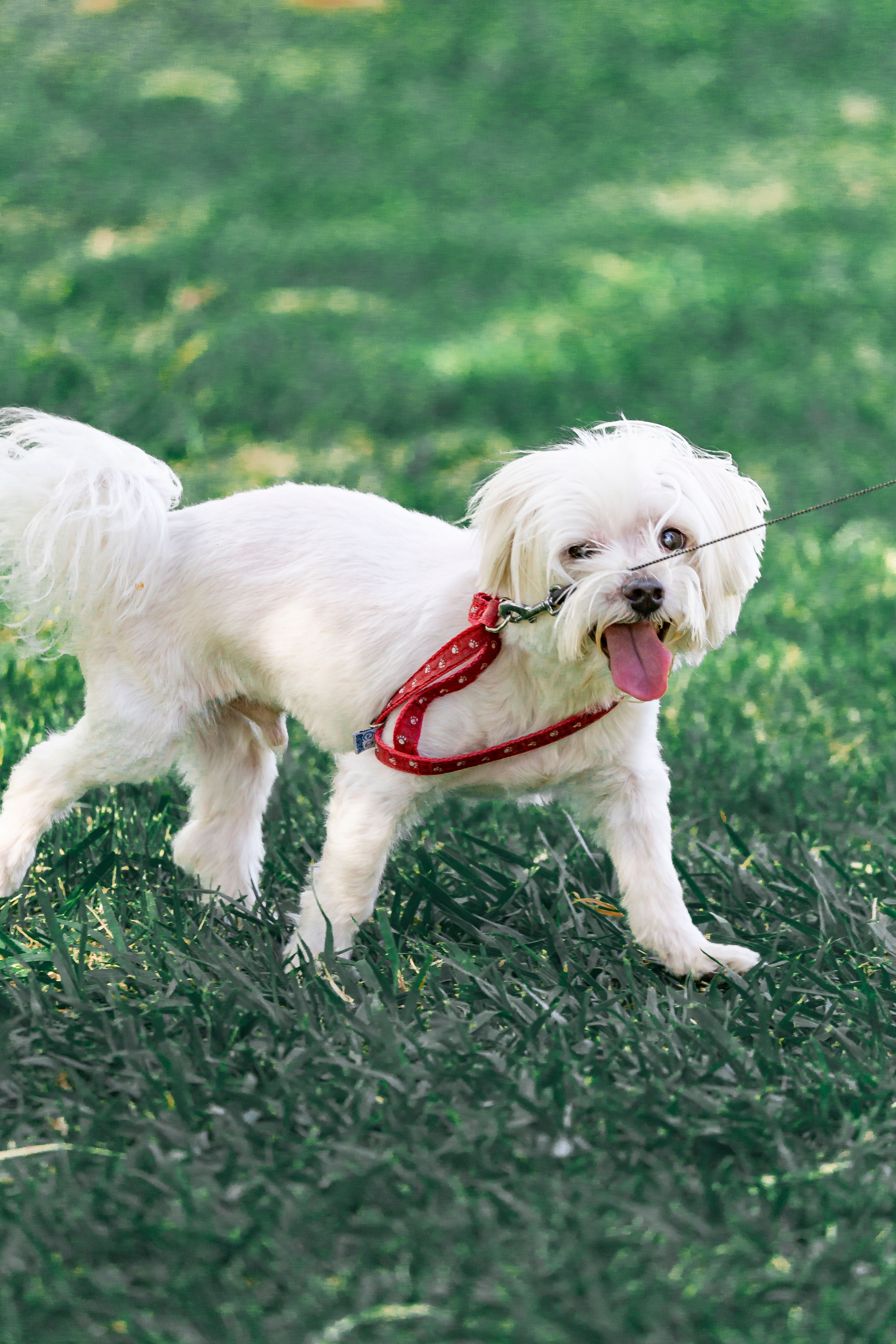 Playful White Dog on Green Lawn with Red Leash · Free Stock Photo
