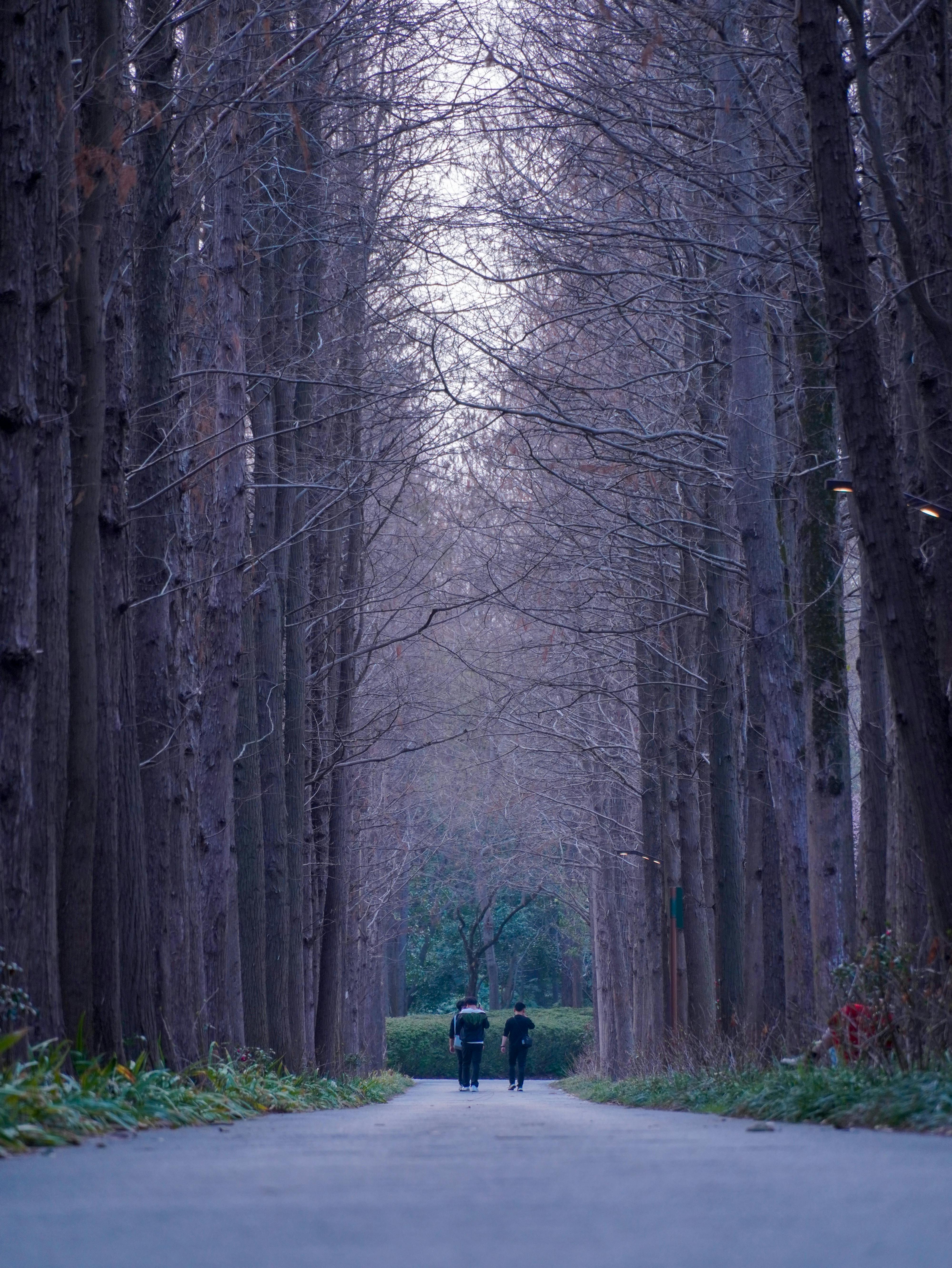 Autumn Trees Photos, Download The BEST Free Autumn Trees Stock Photos ...