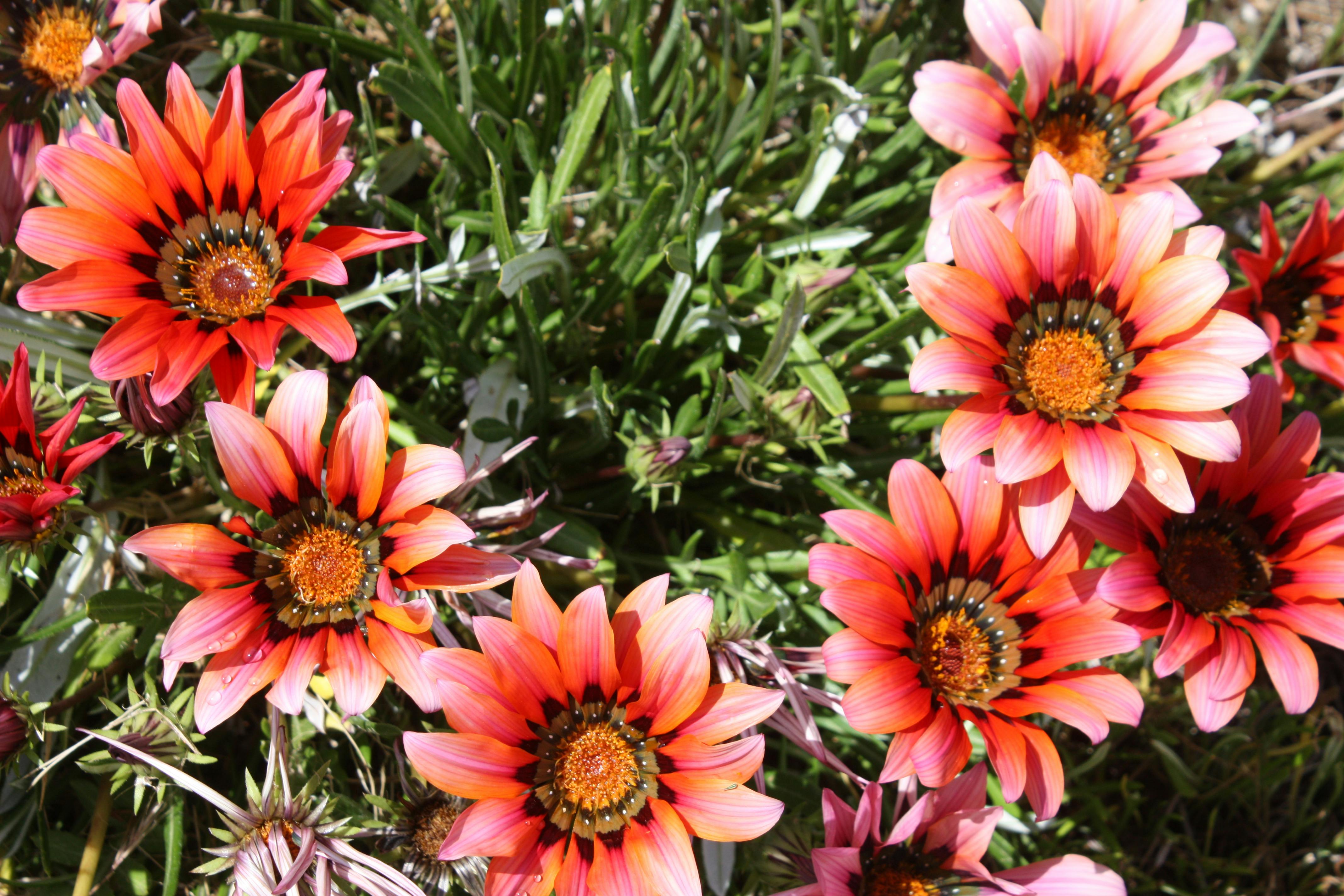 Button Pusher - การถ่ายภาพ