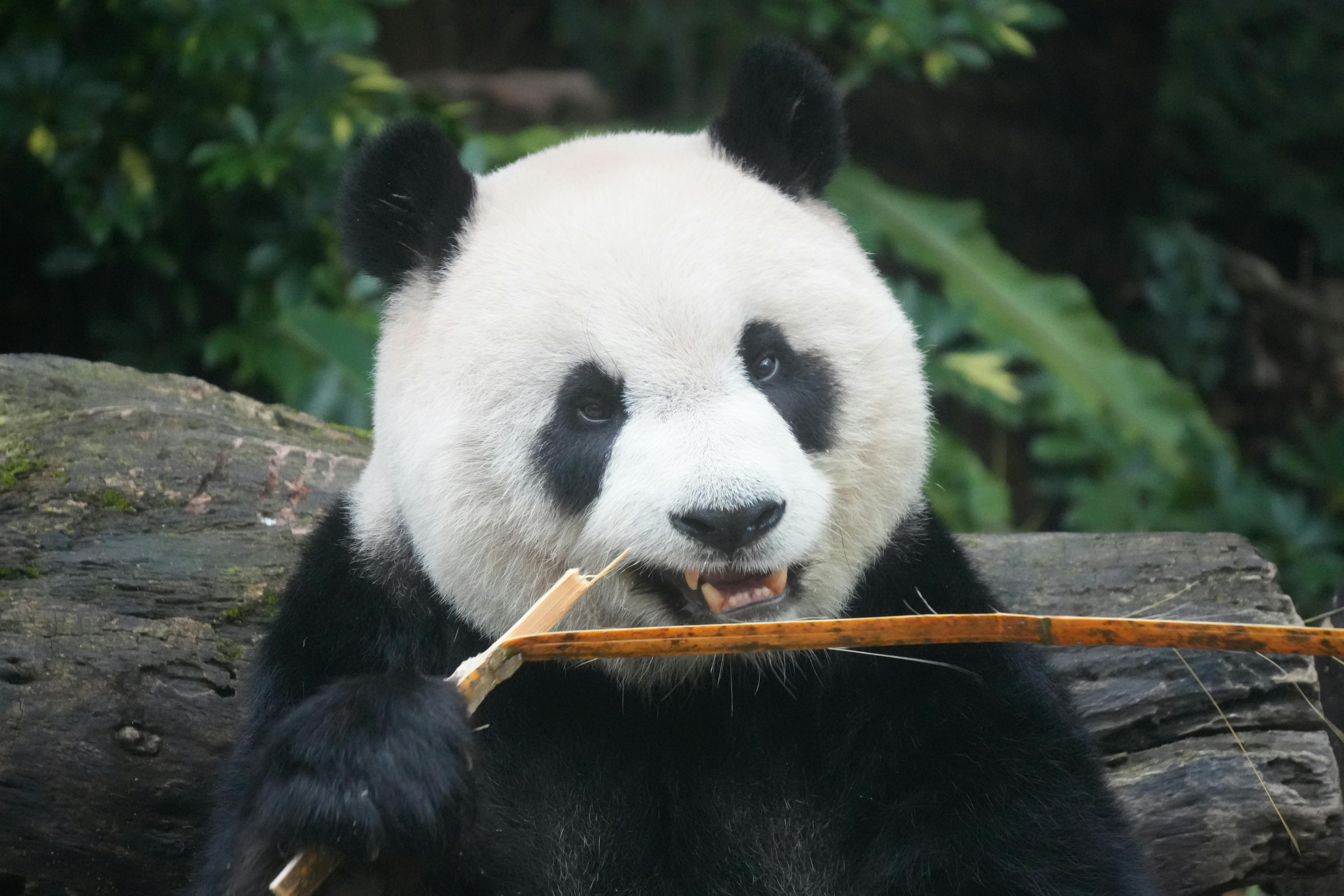 Panda munching bamboo amidst lush green foliage · Free Stock Photo
