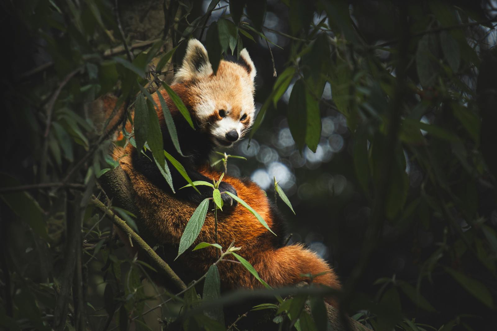 Red Panda Photos, Download The BEST Free Red Panda Stock Photos & HD Images