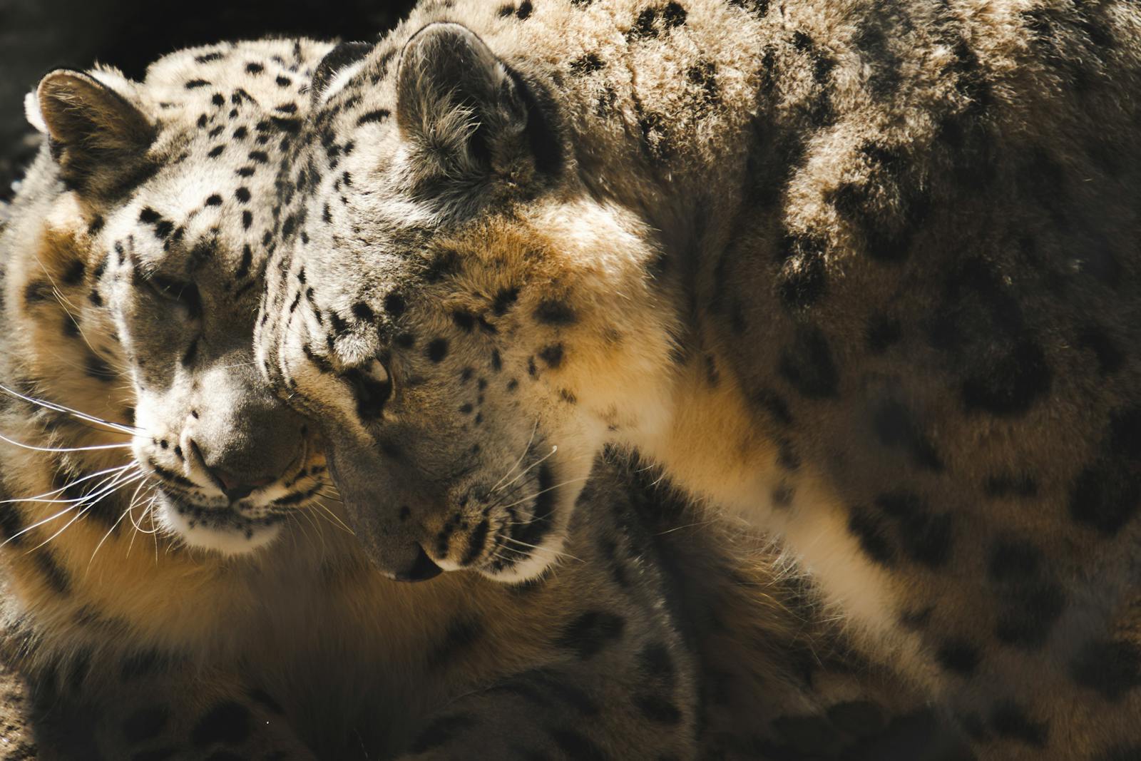 Snow Leopard Photos, Download The BEST Free Snow Leopard Stock Photos ...