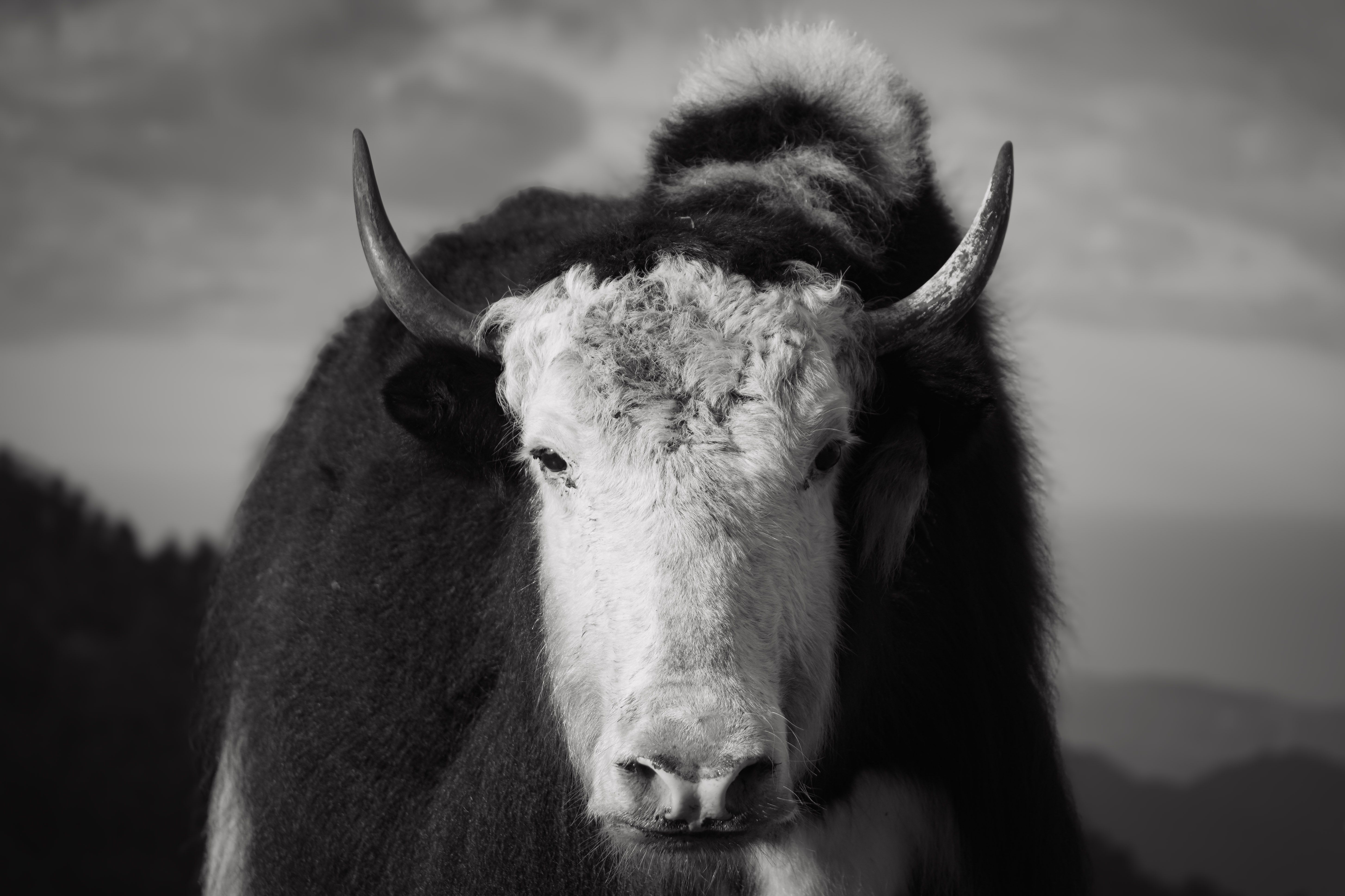 Close-up Portrait of a Majestic Yak in Nature · Free Stock Photo