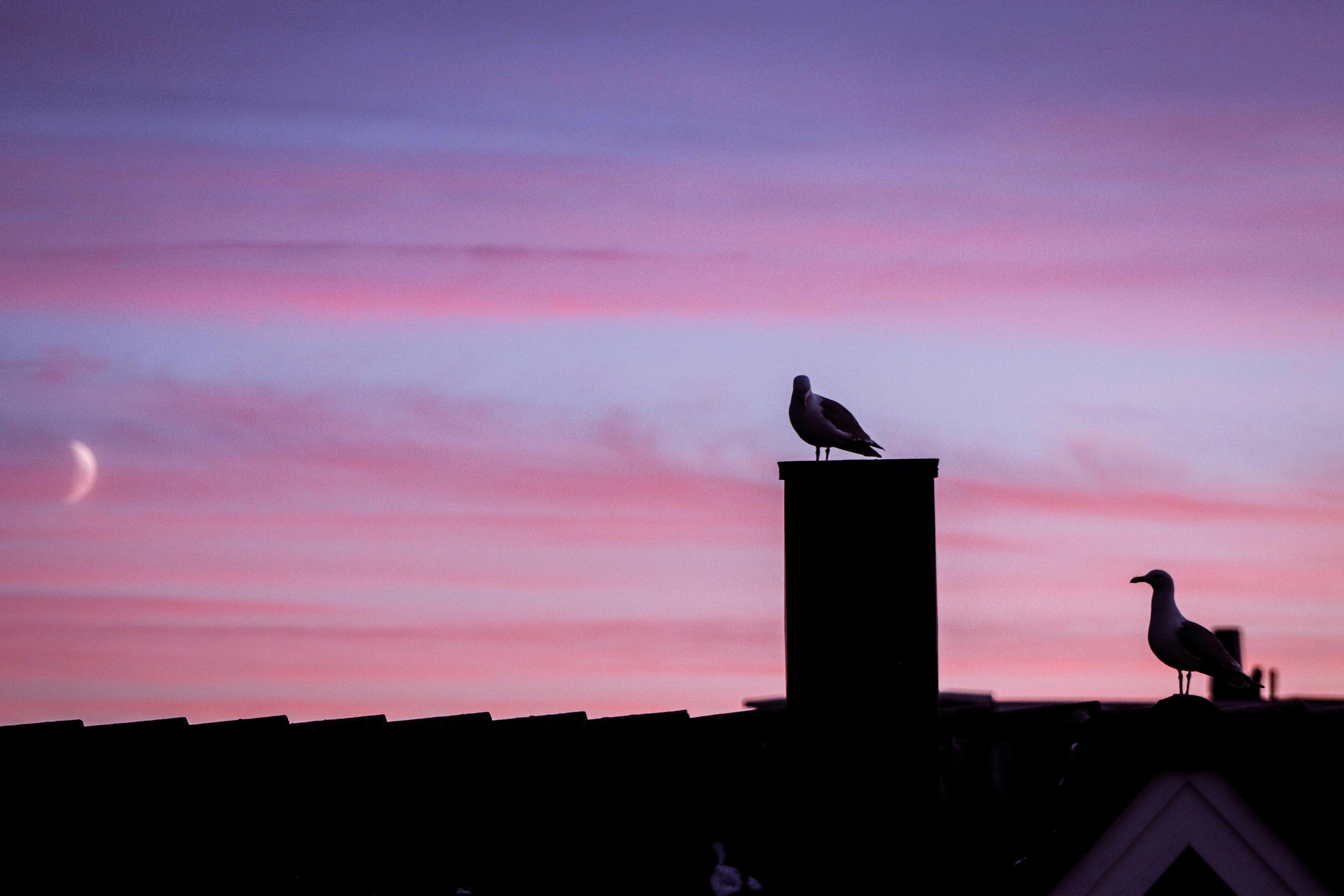 Seagulls Silhouetted at Pink Twilight in Tromsø · Free Stock Photo