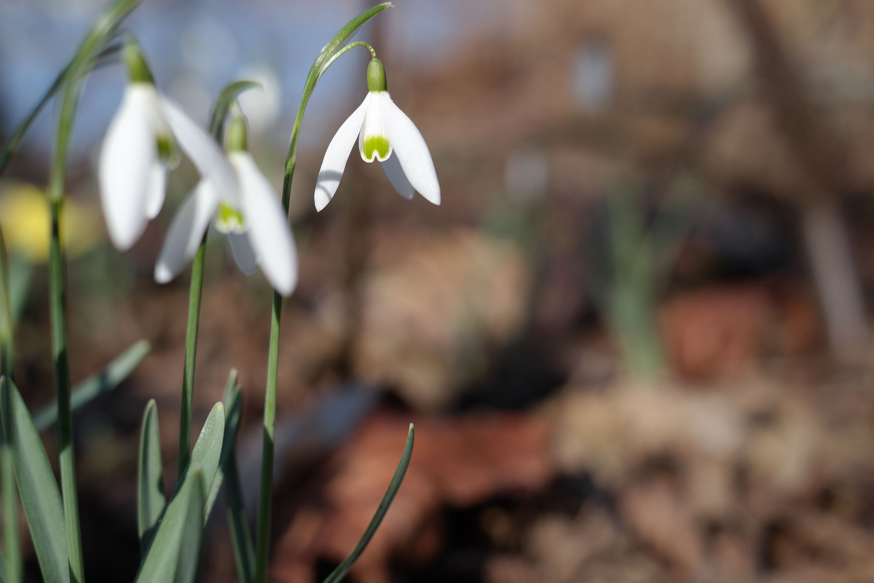 Close-up of Snowdrop Flowers in Early Spring · Free Stock Photo
