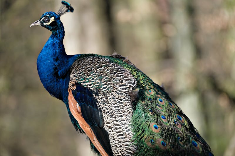 Peacock Bird Photos, Download The BEST Free Peacock Bird Stock Photos ...