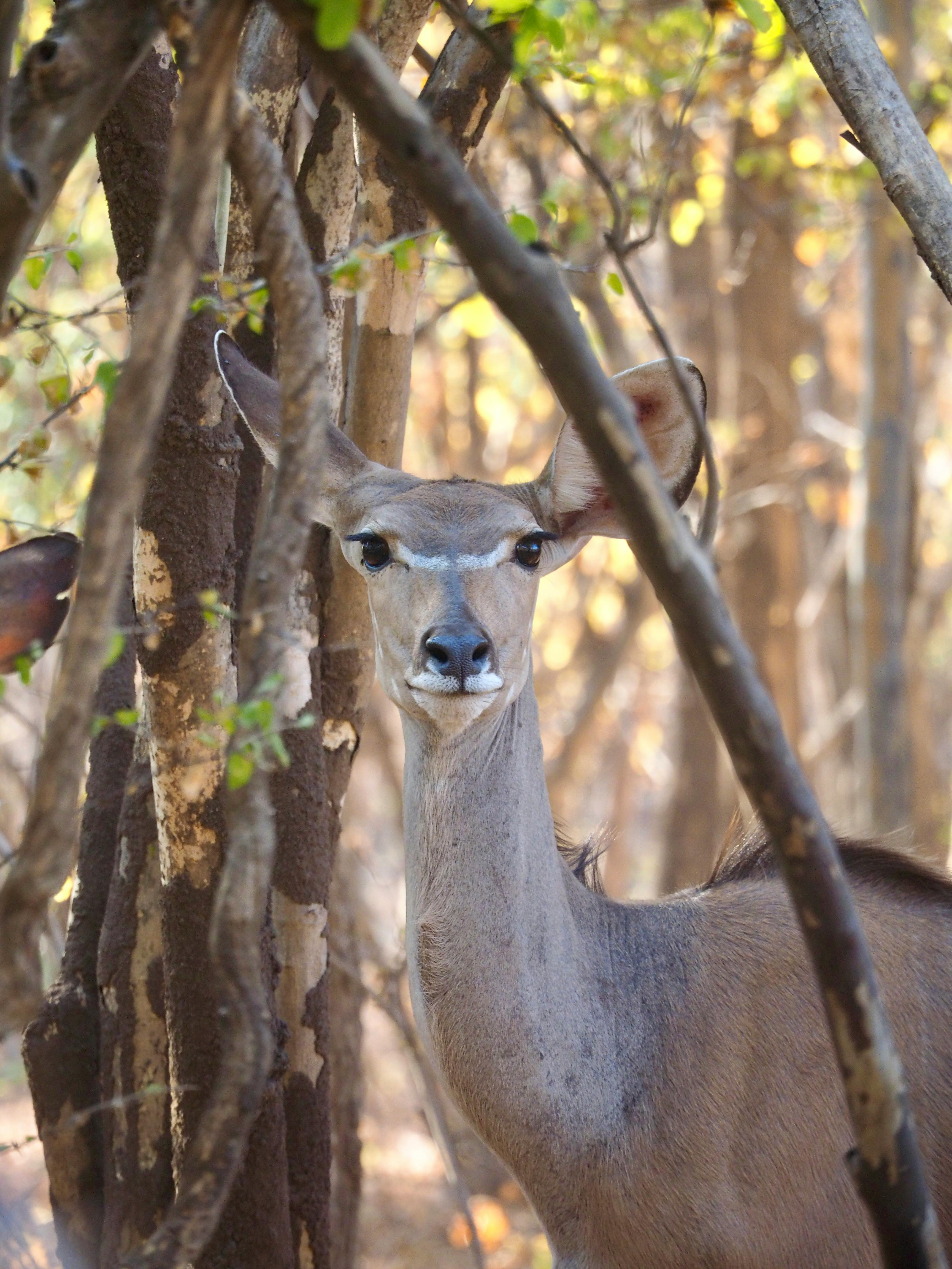 Forest Animals Photos, Download The BEST Free Forest Animals Stock ...