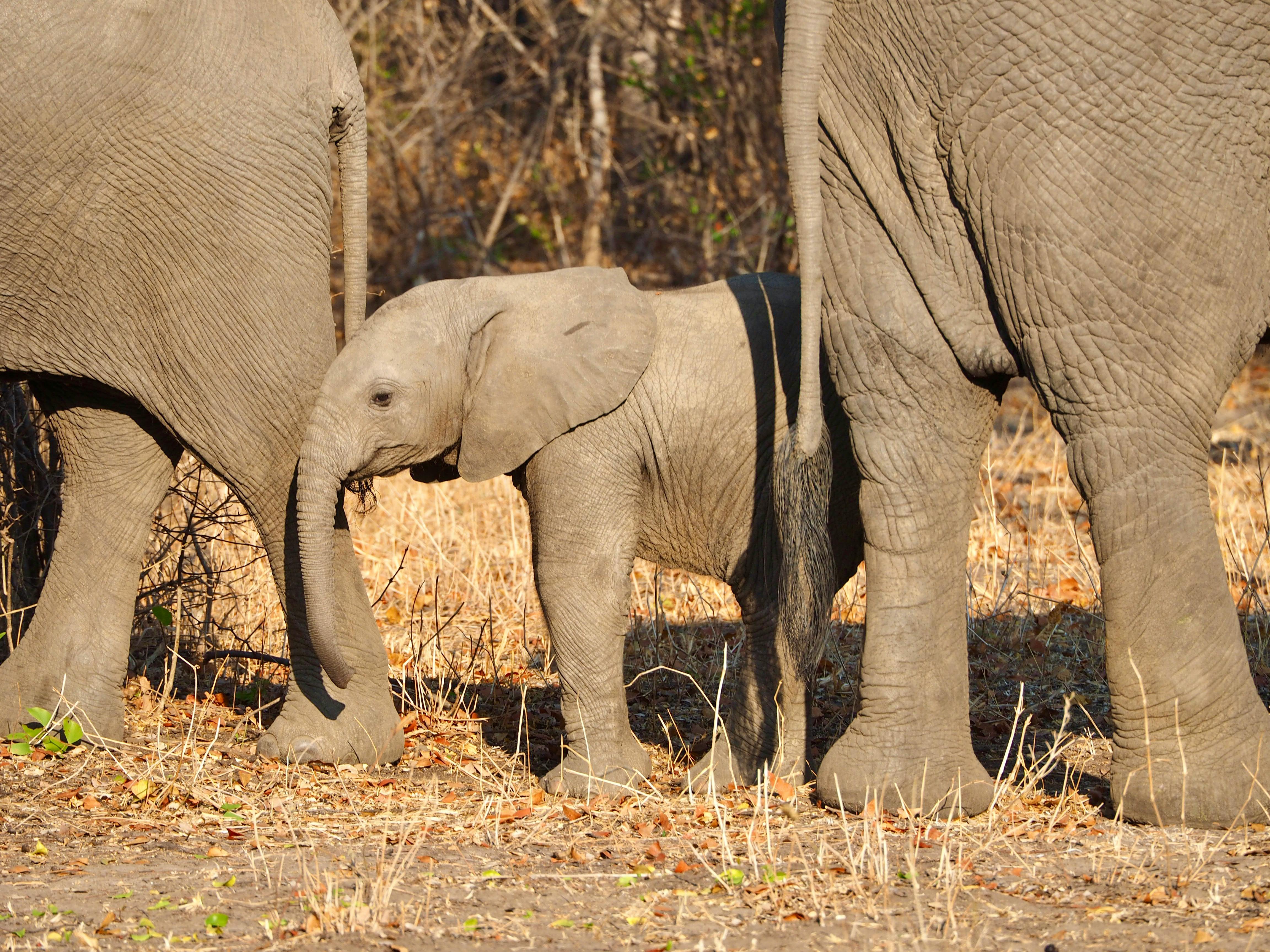 Elephant Protection Photos, Download The BEST Free Elephant Protection ...