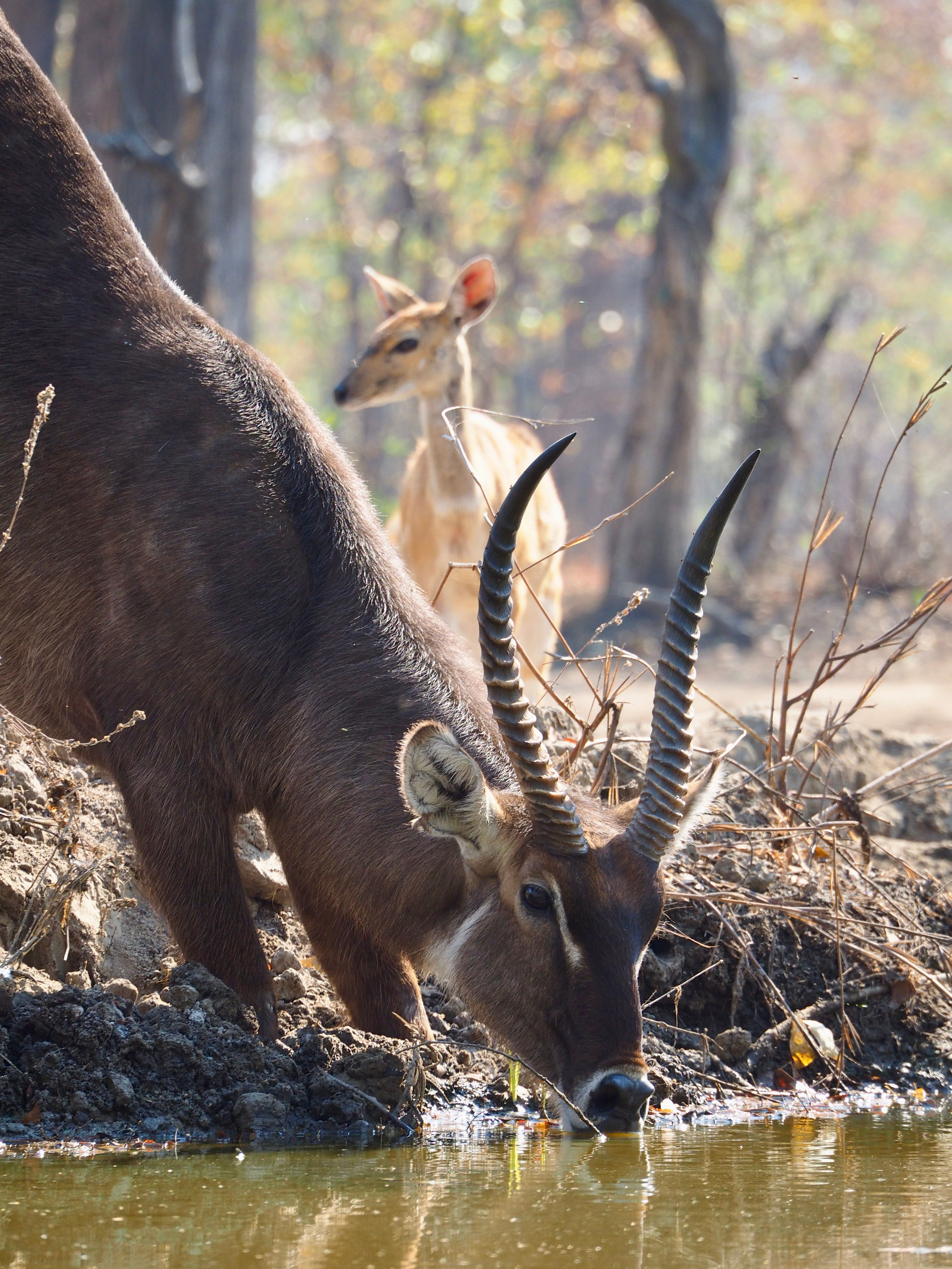 Antelope Drinking Water in Natural Habitat · Free Stock Photo