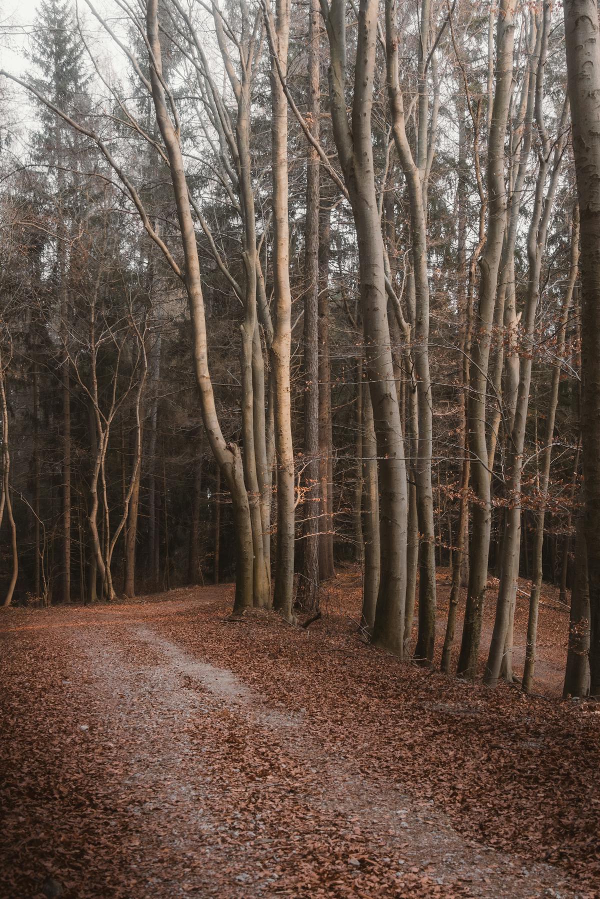 4k Wallpaper Forest Photos, Download The BEST Free 4k Wallpaper Forest ...