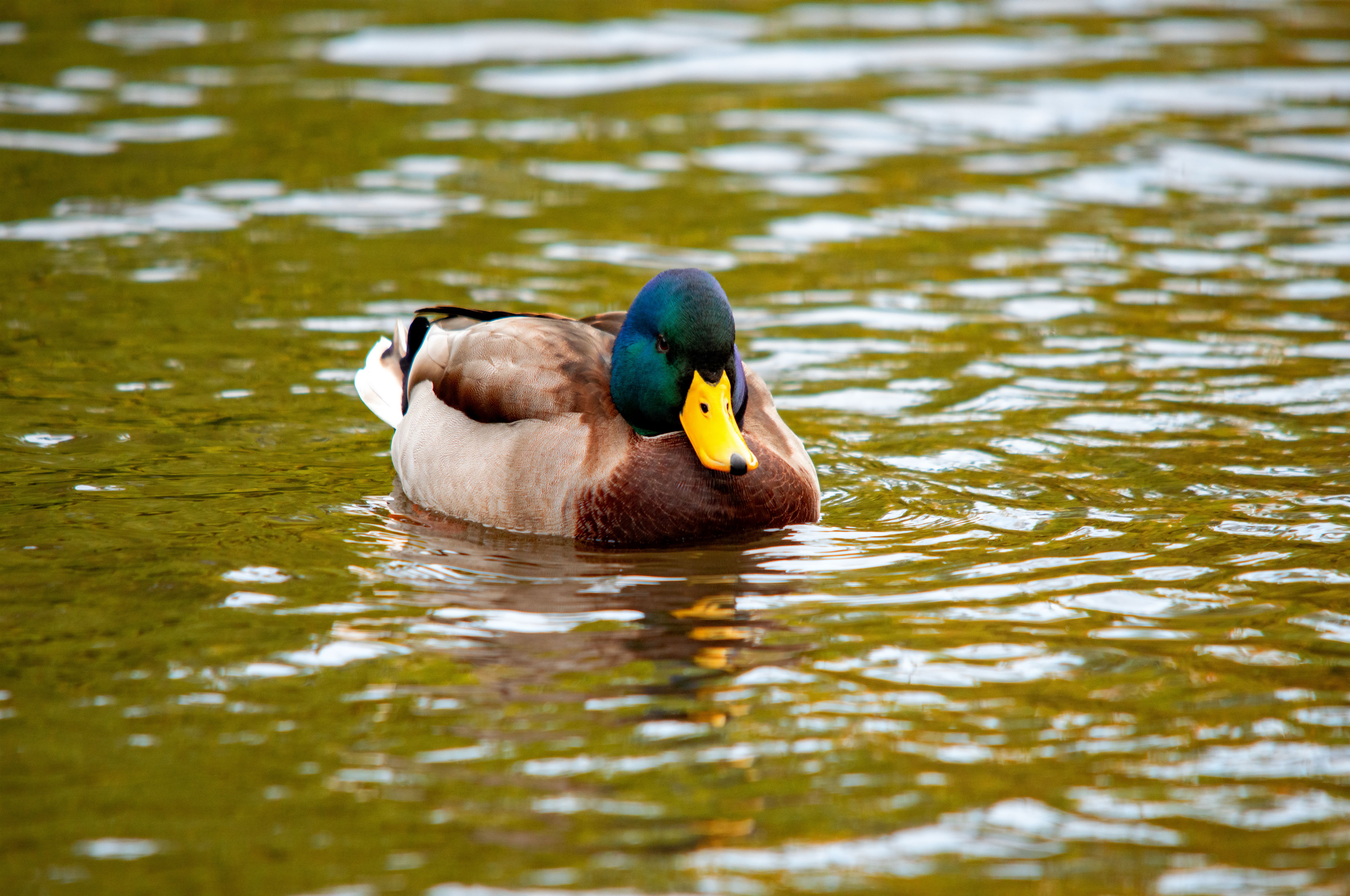 Wild Fowl Trust Photos, Download The BEST Free Wild Fowl Trust Stock ...