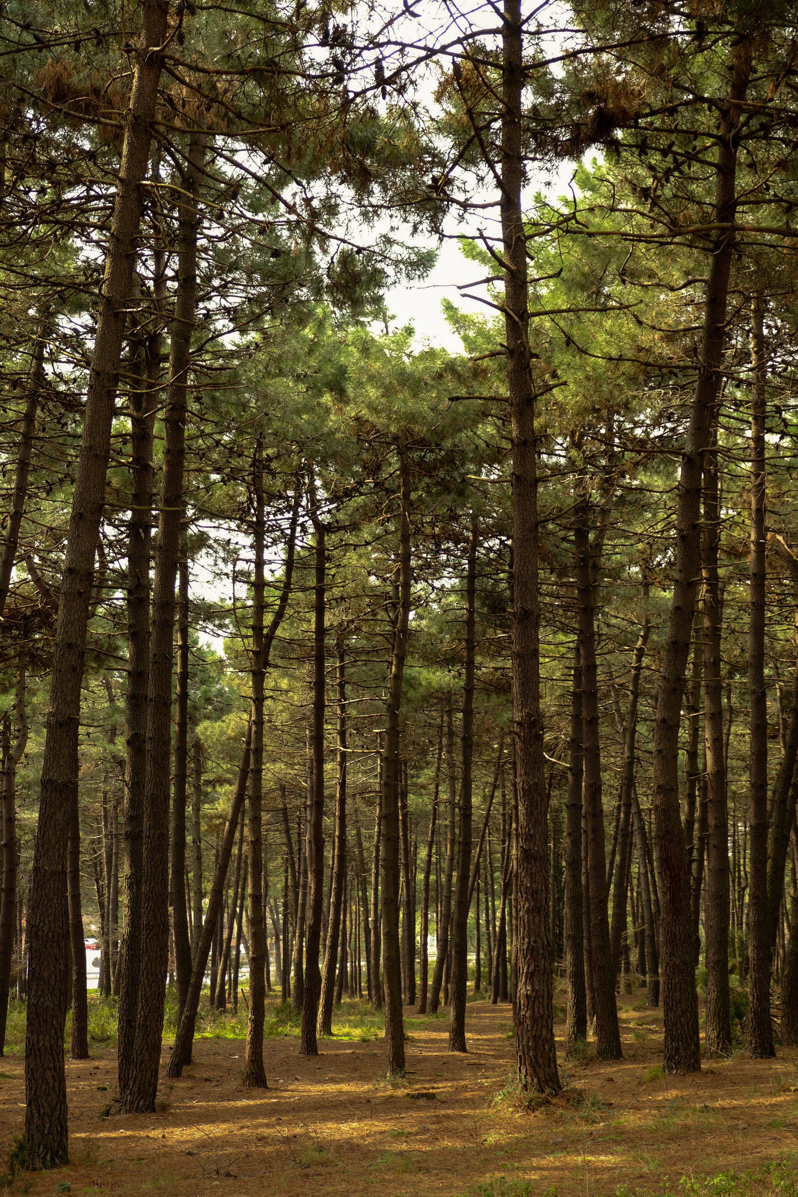 Tree Line Photos, Download The BEST Free Tree Line Stock Photos & HD Images