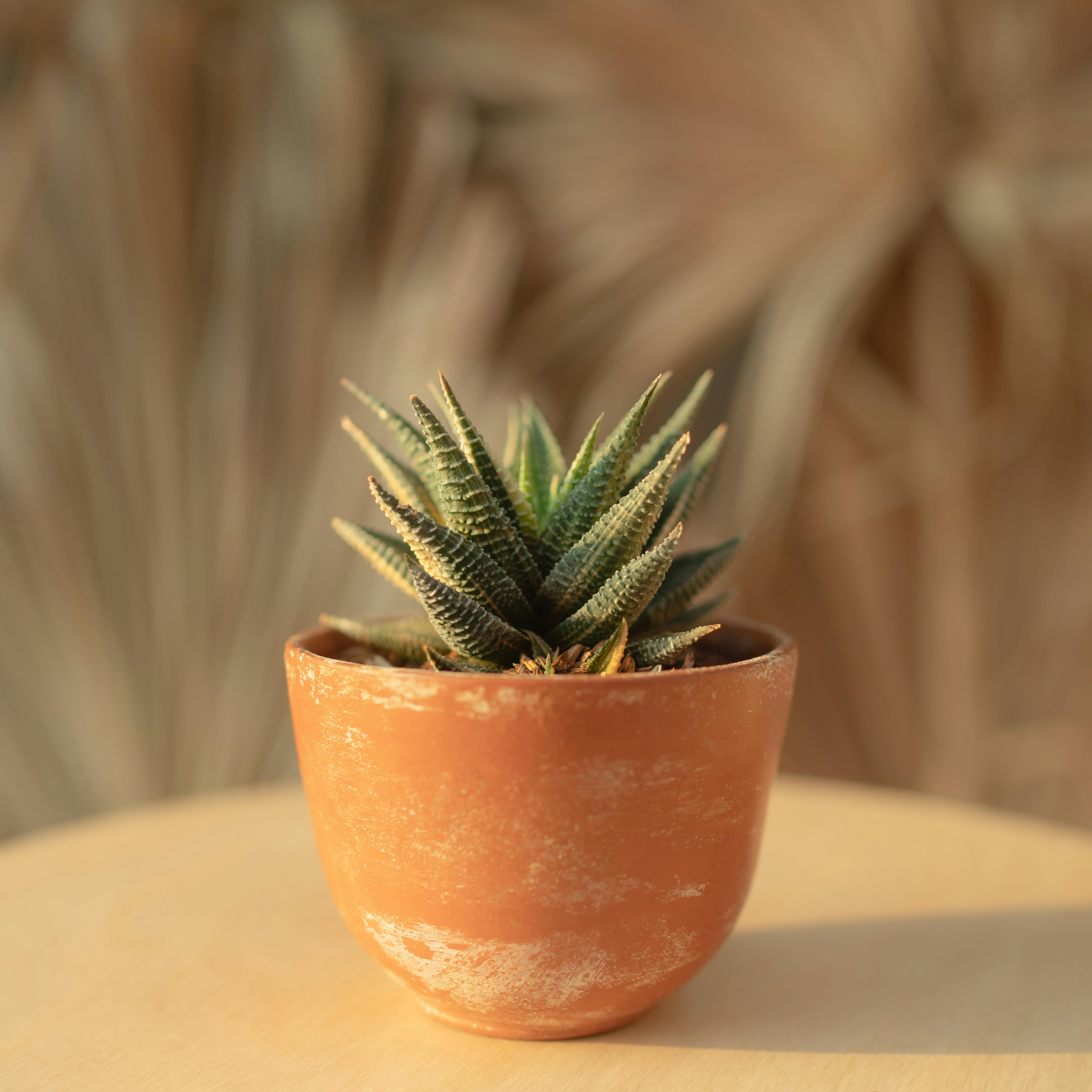 Pot Plant · Free Stock Photo