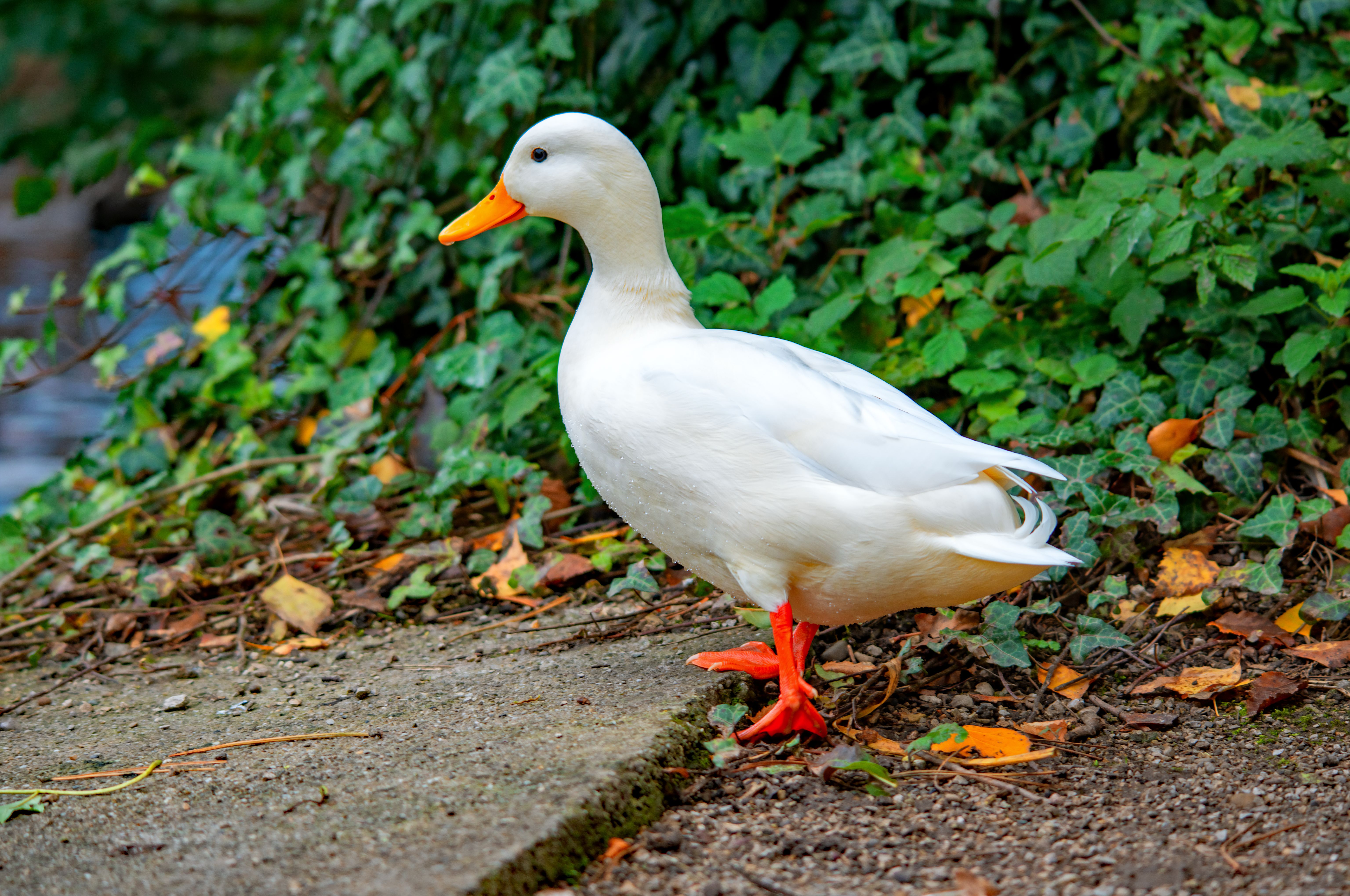 White Duck in Lush Greenery at Ingolstadt Park · Free Stock Photo