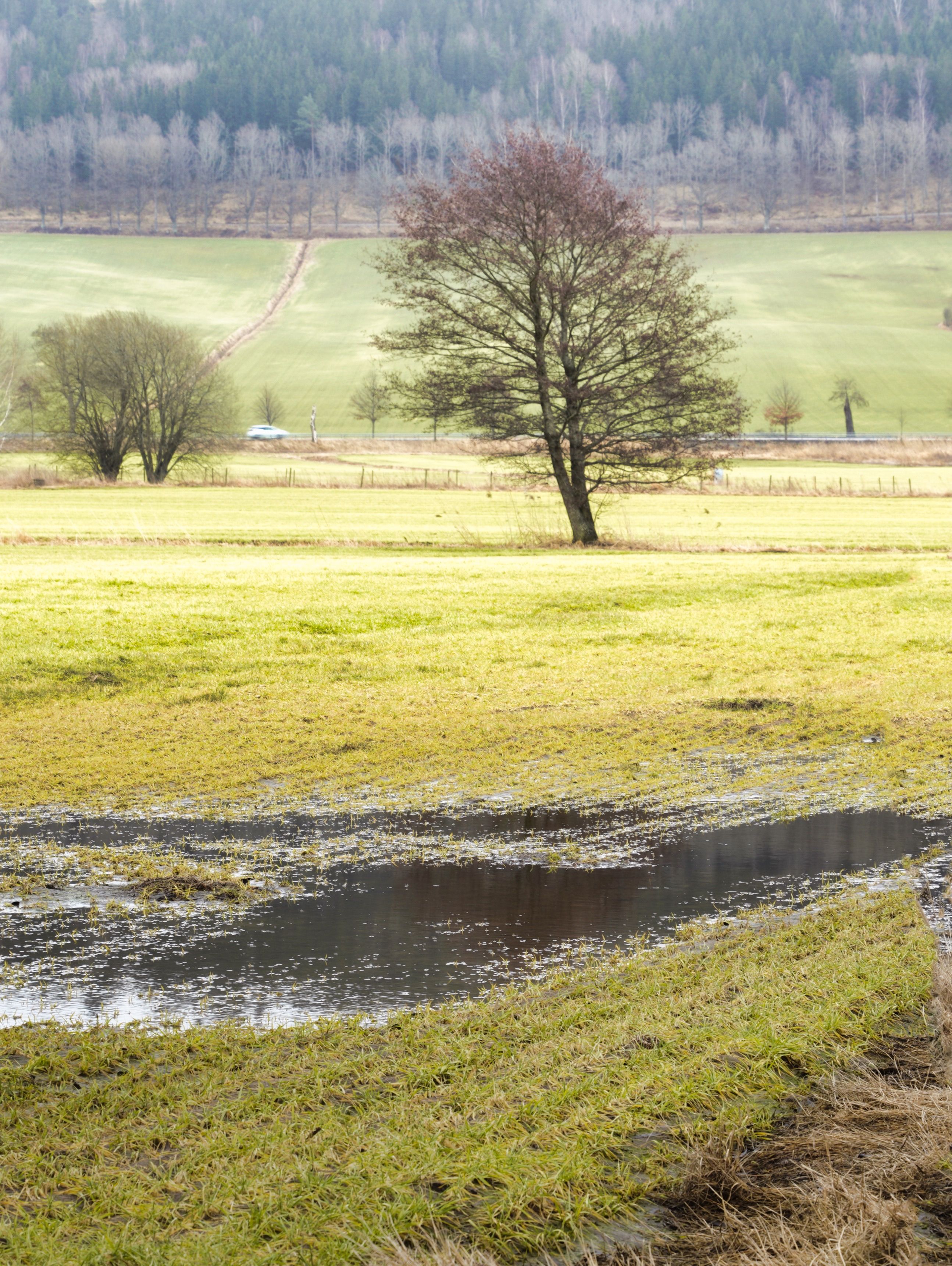 Lonely Tree in a Peaceful Spring Meadow · Free Stock Photo