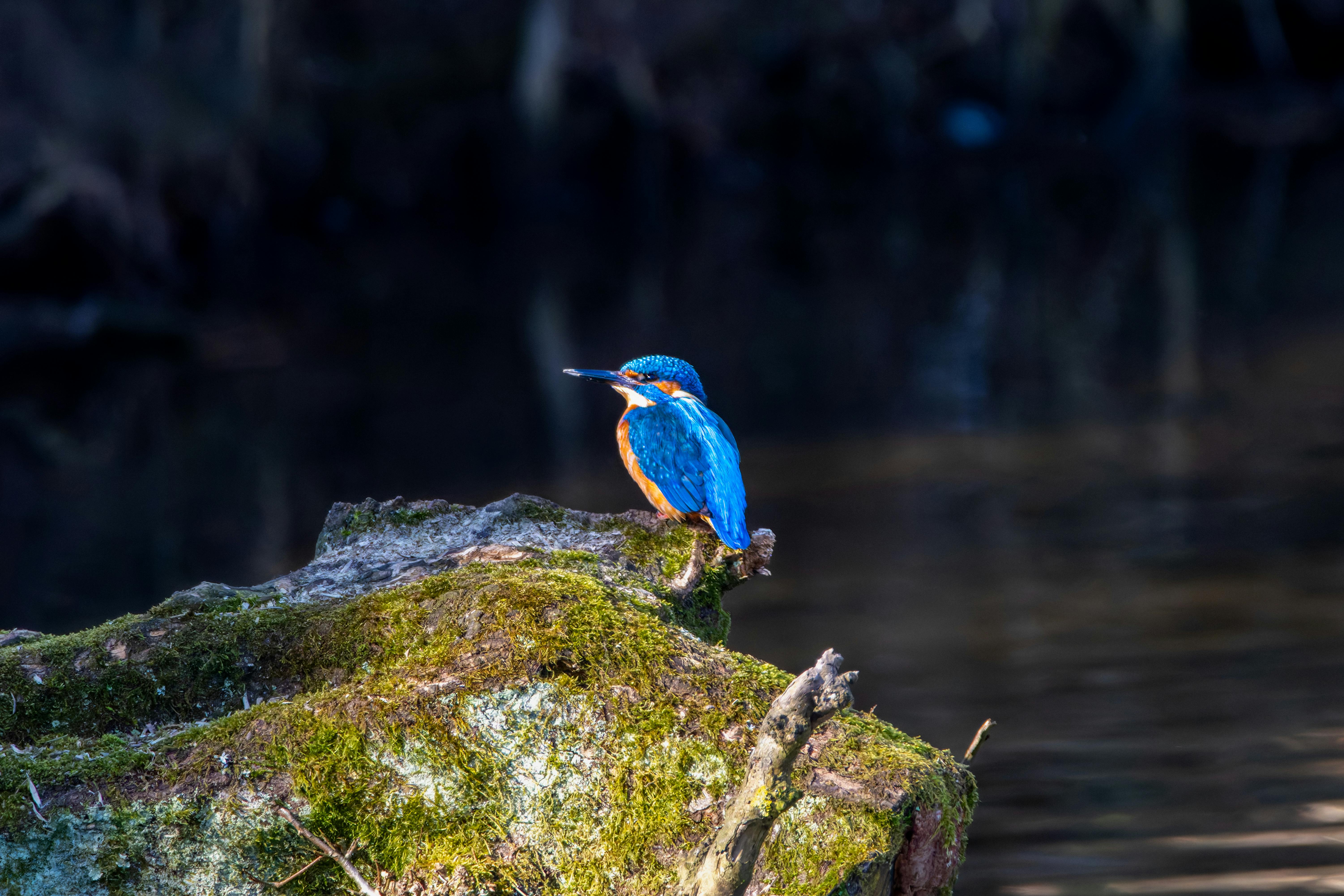 Foto de stock gratuita sobre al aire libre, alcedo atthis, animal ...