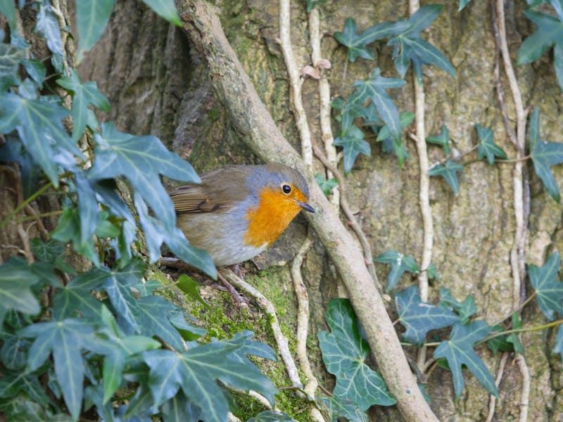 Robin Photos, Download The BEST Free Robin Stock Photos & HD Images