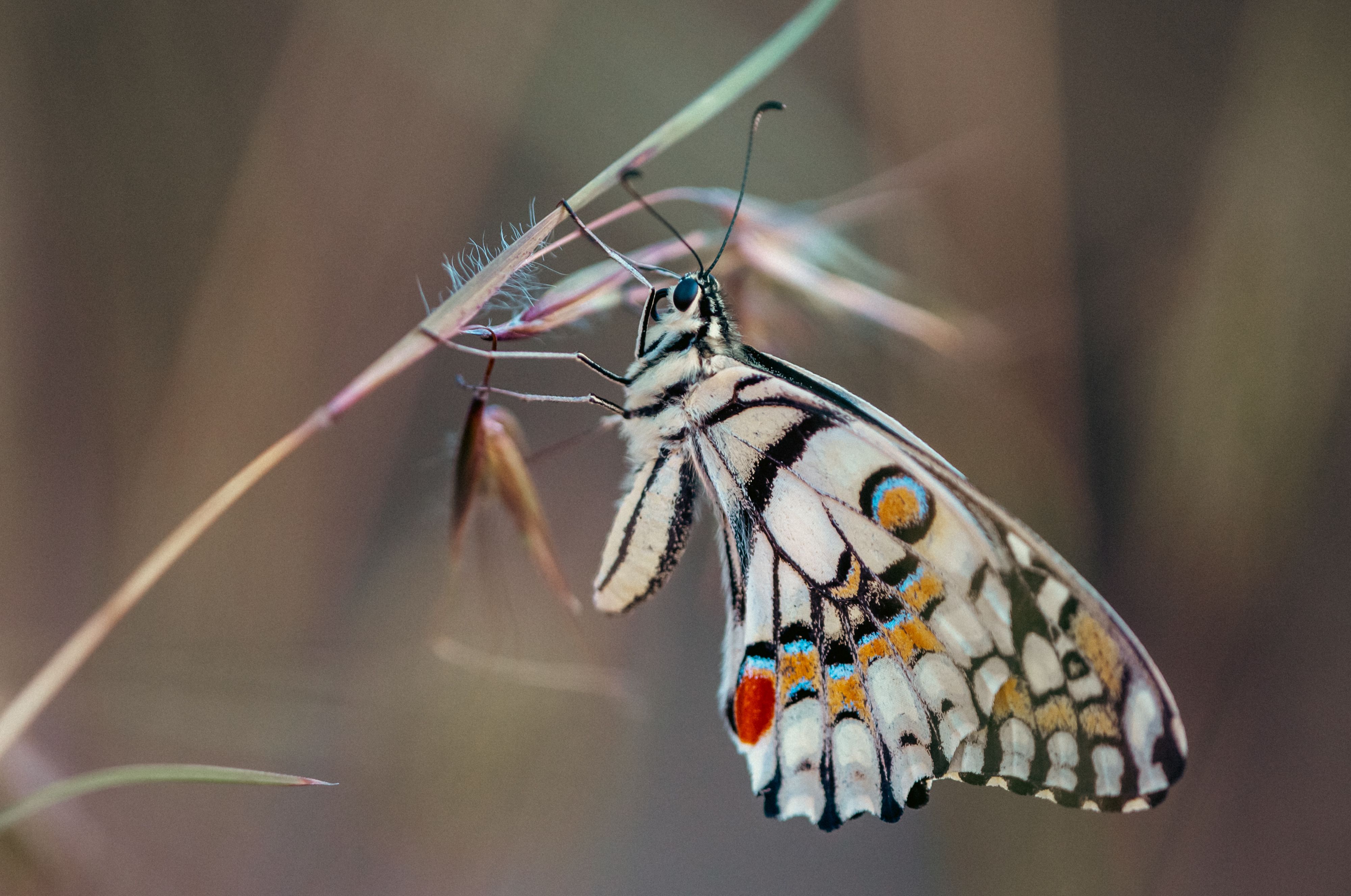 Vibrant Butterfly Resting on Grass Blade · Free Stock Photo