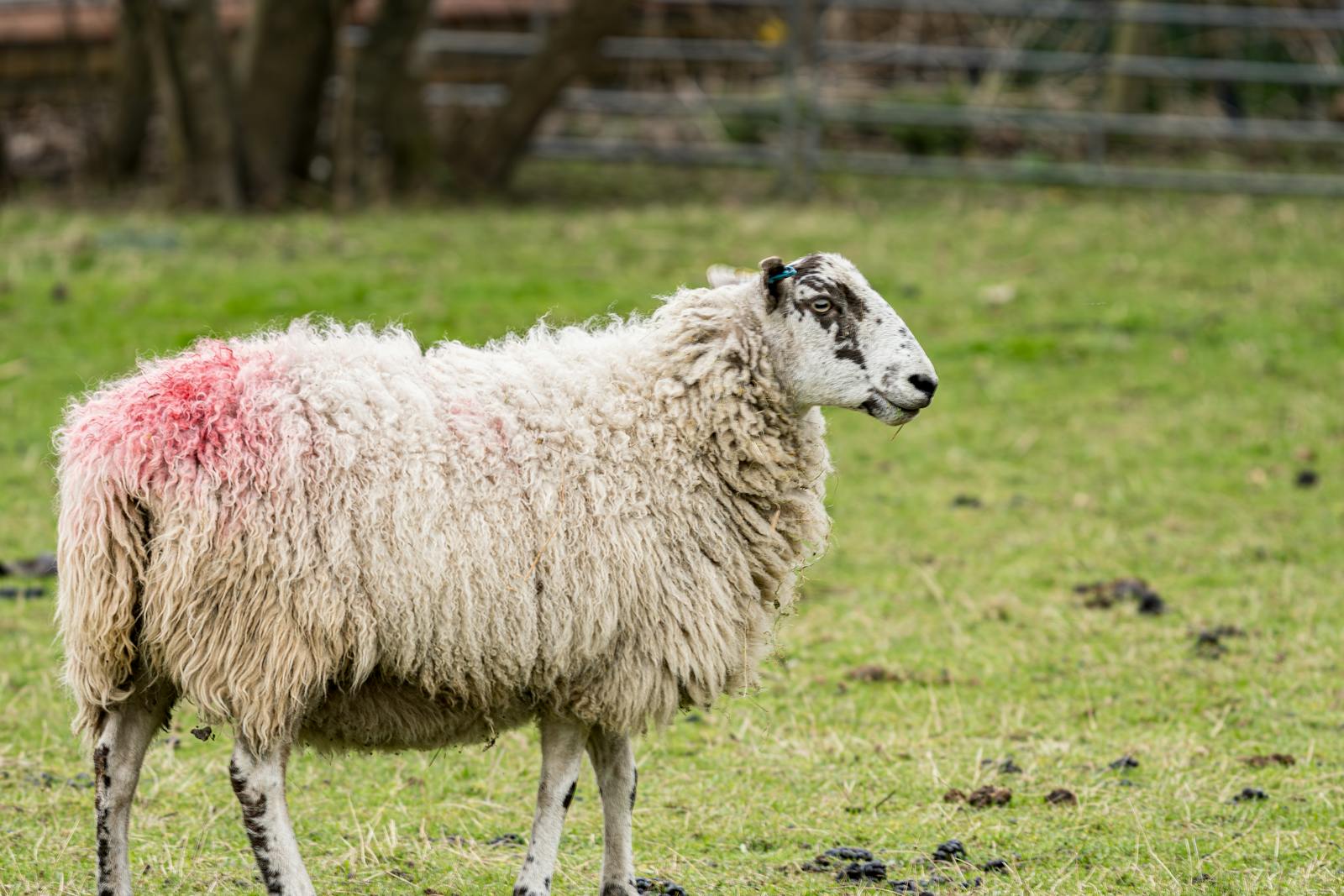 Pictures Of Sheep Photos, Download The BEST Free Pictures Of Sheep ...