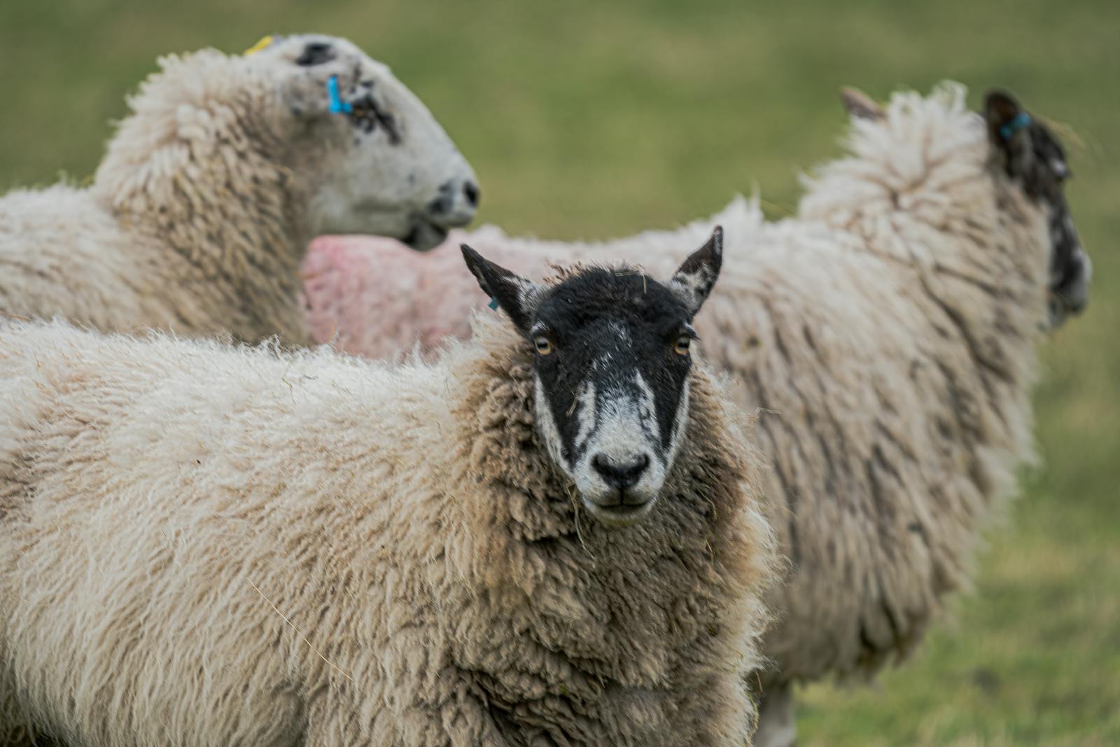 Pictures Of Sheep Photos, Download The BEST Free Pictures Of Sheep ...