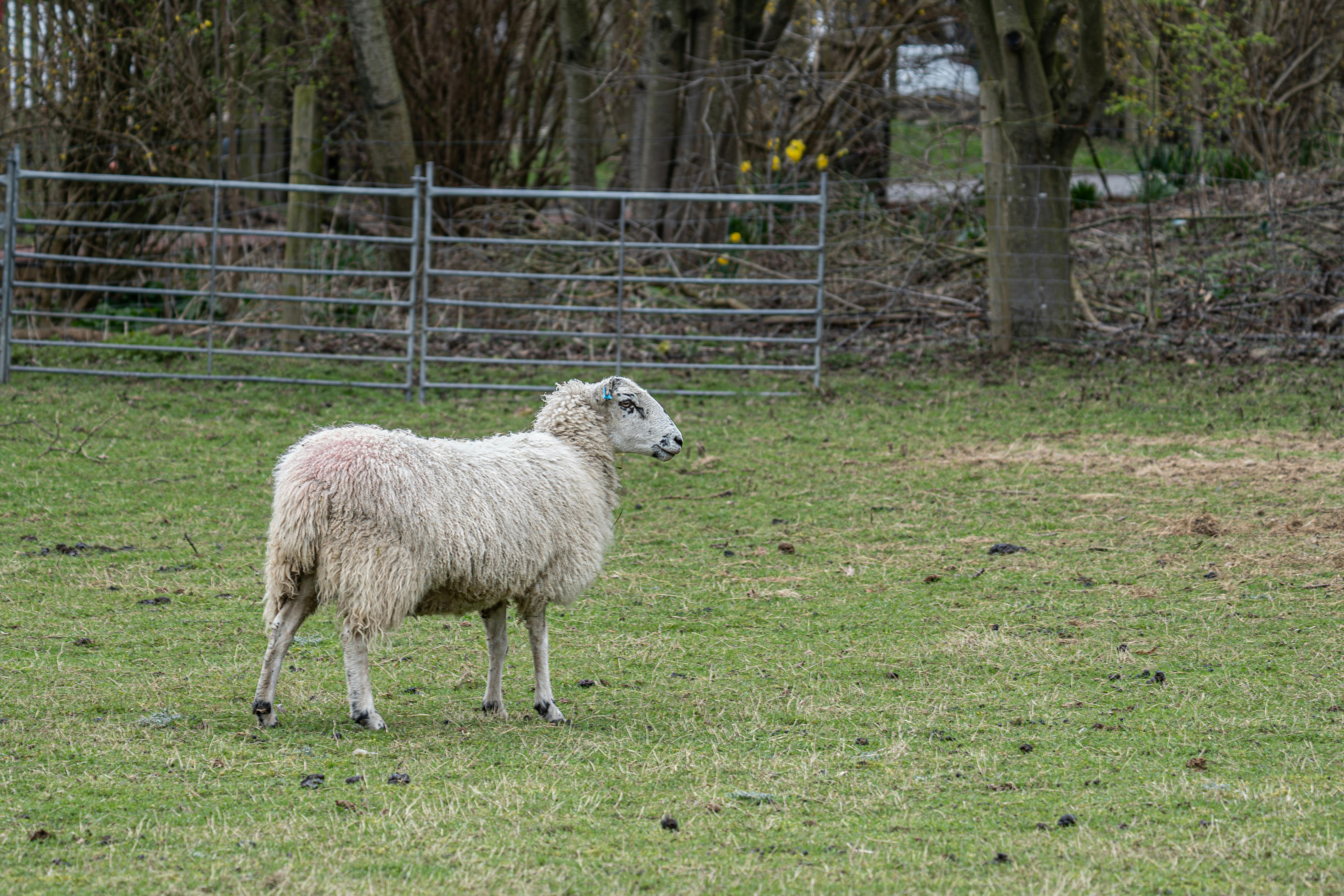Grazing Sheep in a Tranquil Pasture Scene · Free Stock Photo