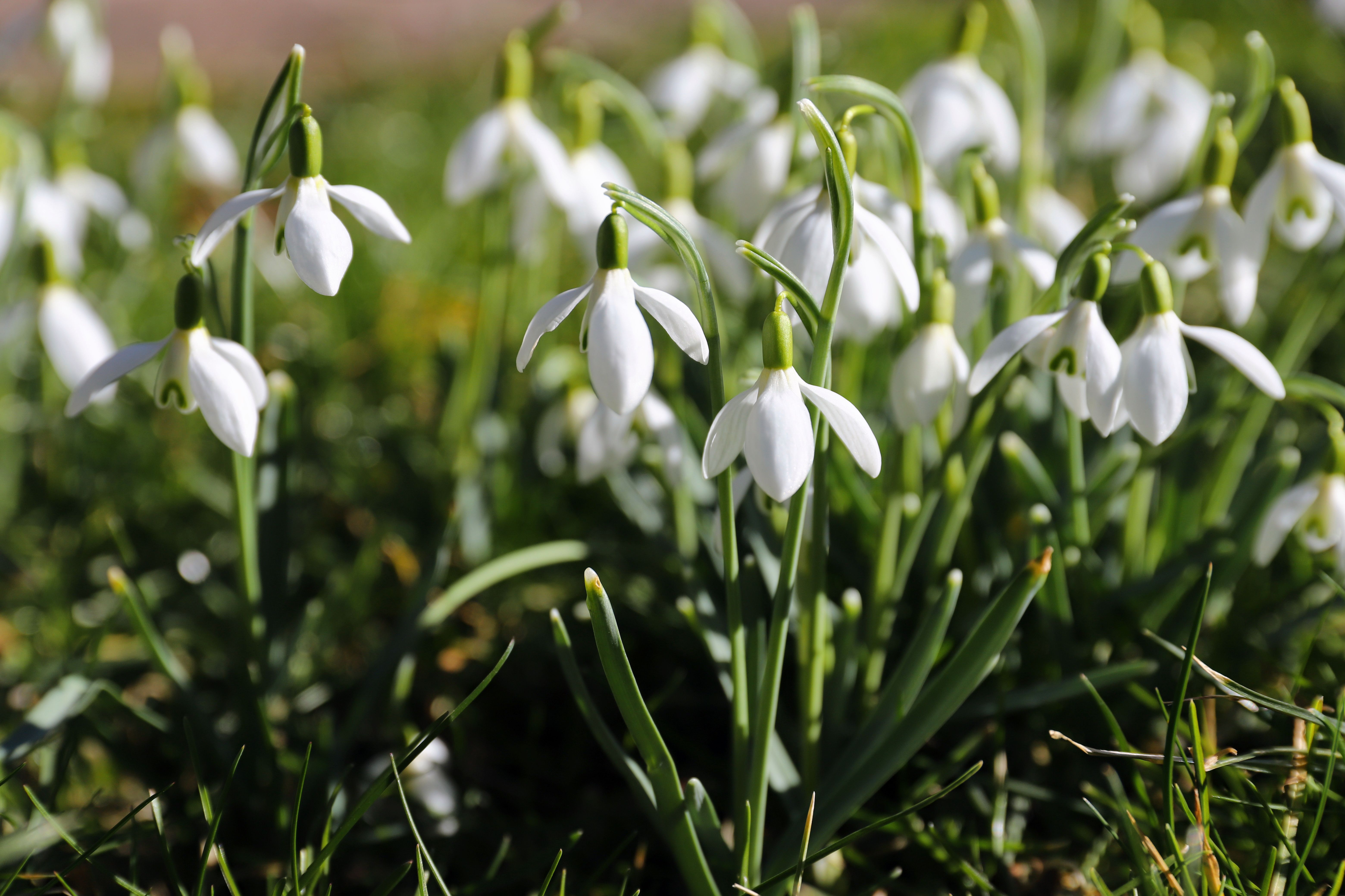 Close-up of Snowdrops in Spring Meadow · Free Stock Photo