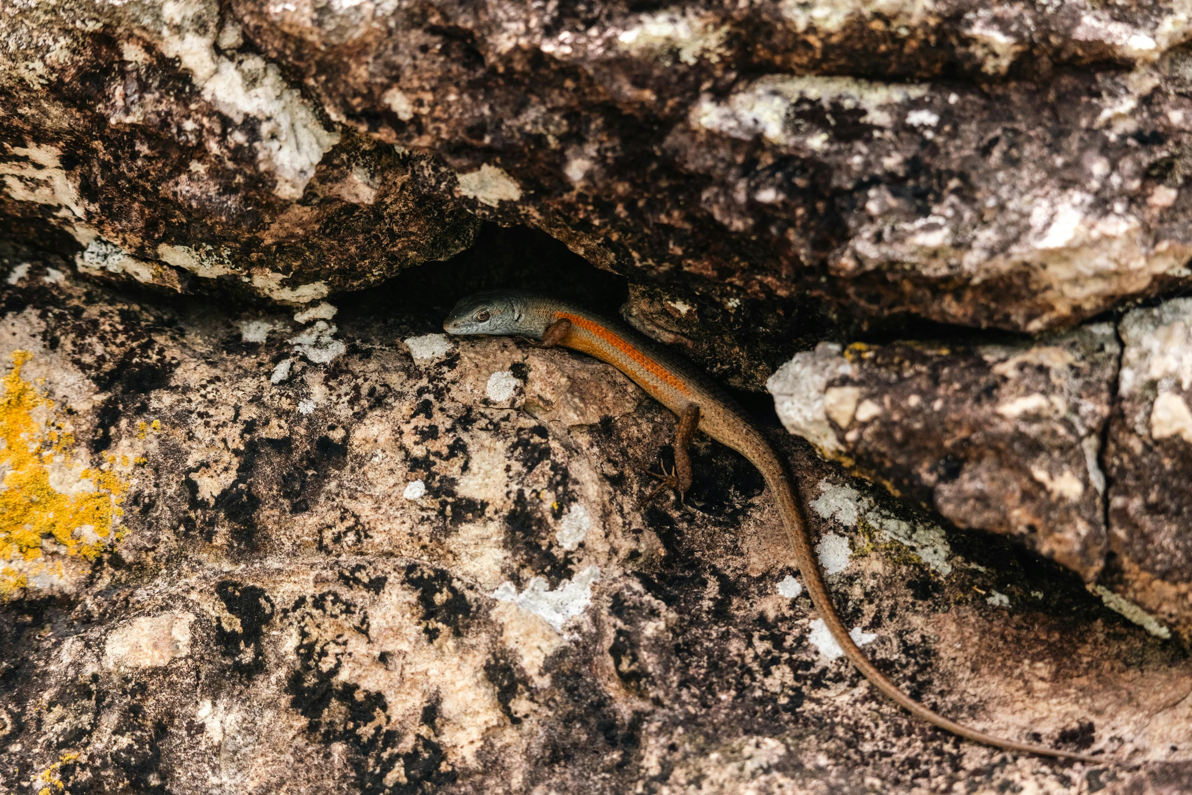 Lizard Camouflaging in Rocky Habitat · Free Stock Photo