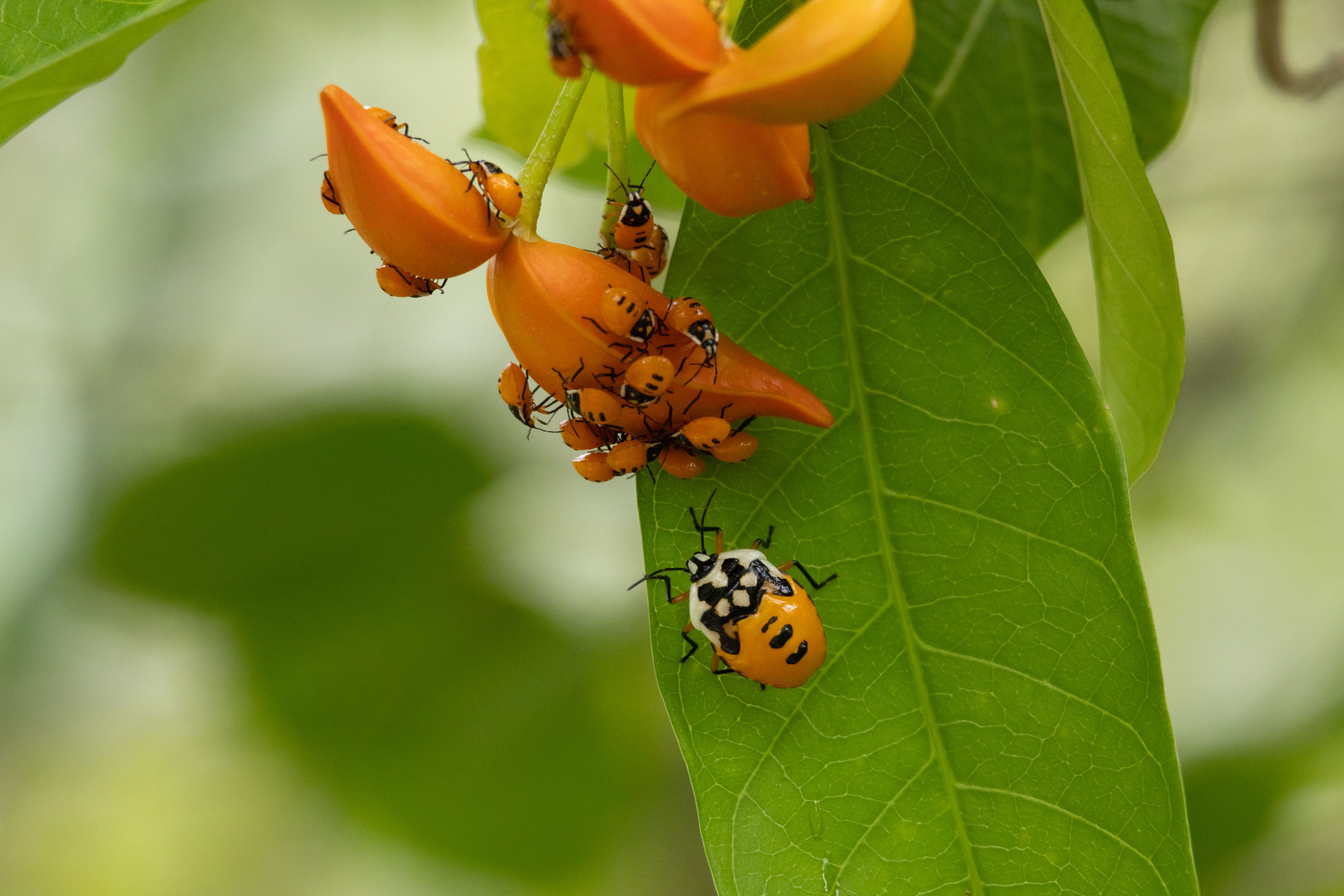 Orange Bugs on Leaf and Flowers Close-Up · Free Stock Photo
