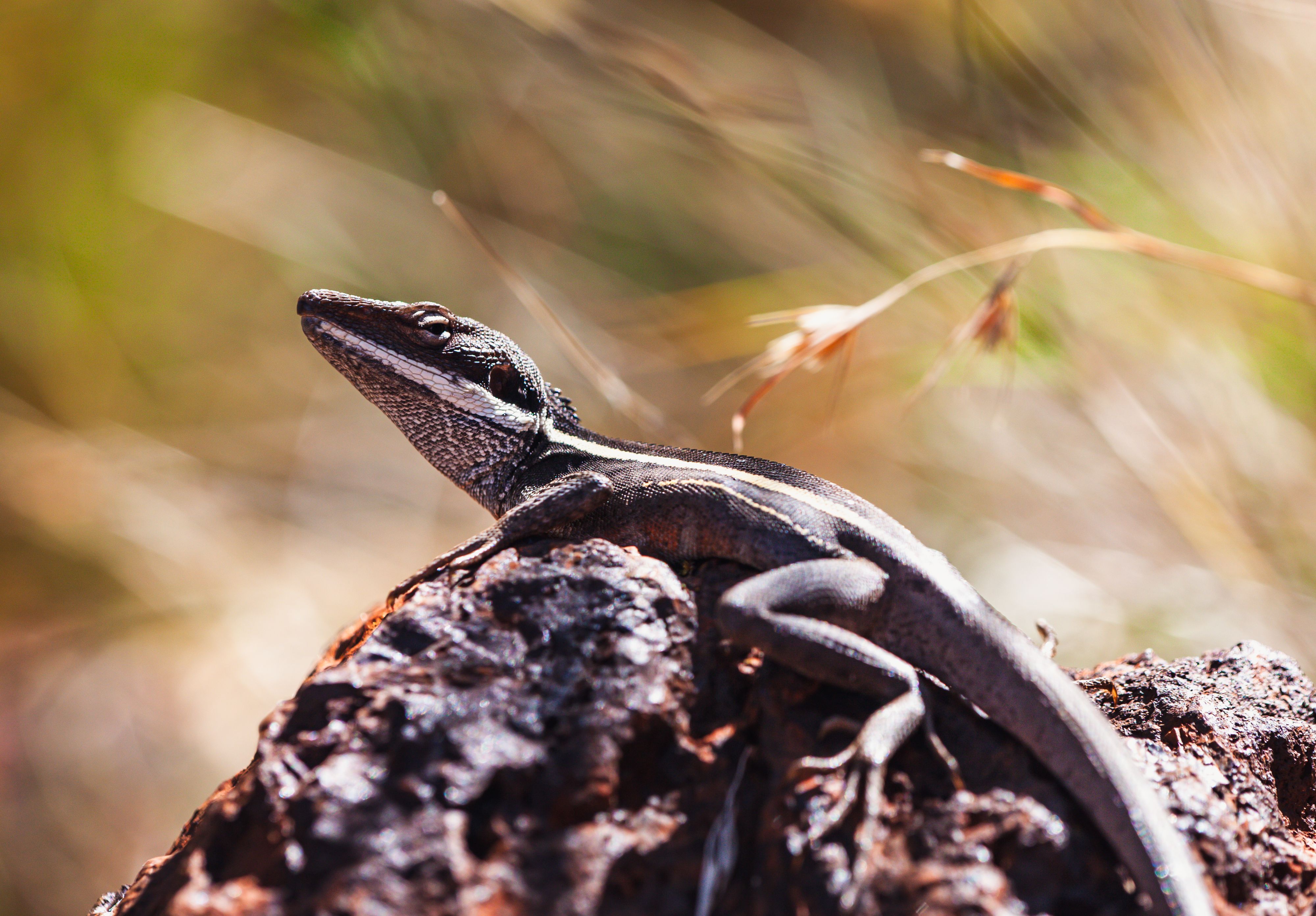 Spotted Lizard Sunbathing on Rock in Karijini · Free Stock Photo