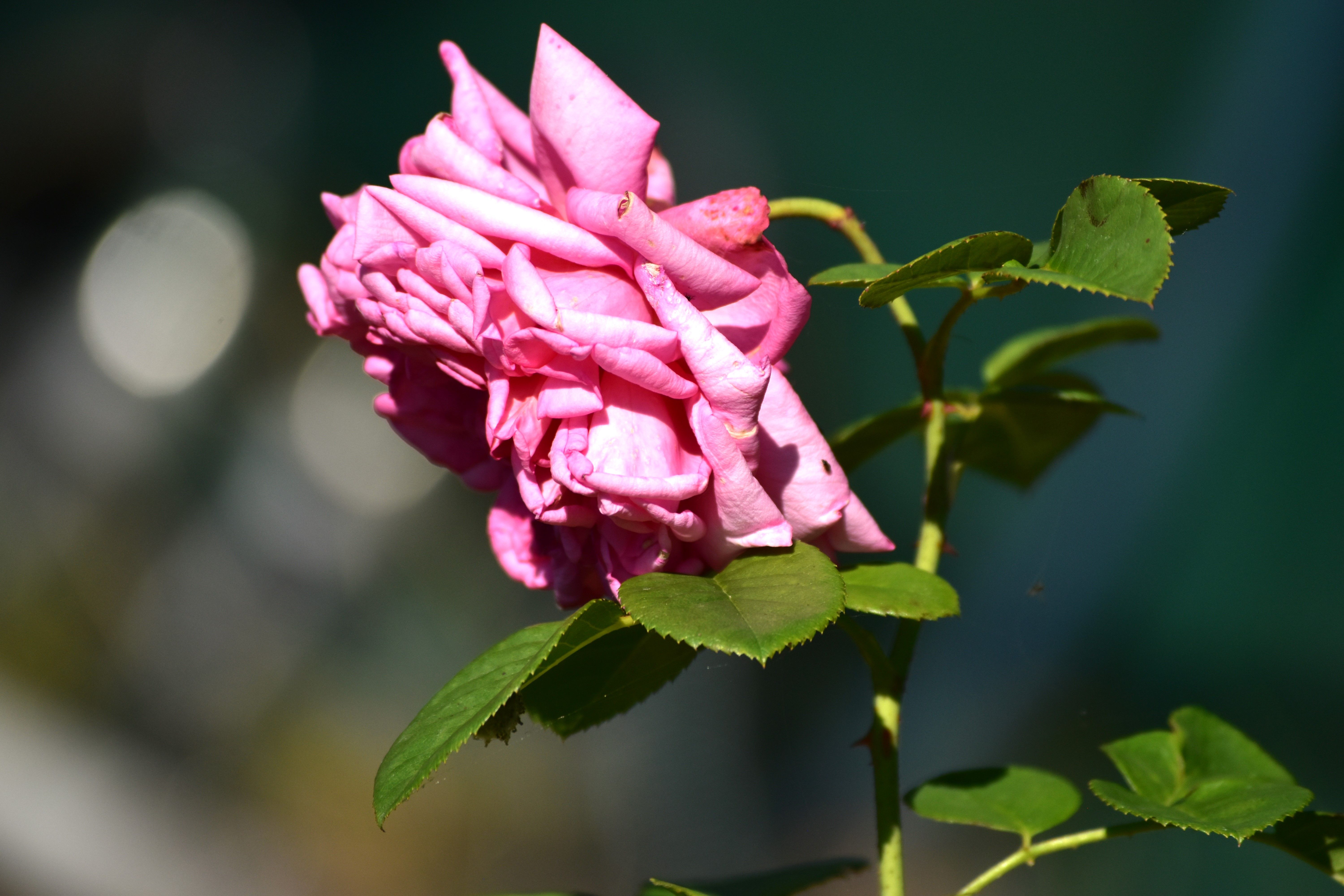 Close-Up of a Pink Rose in Bloom Outdoors · Free Stock Photo
