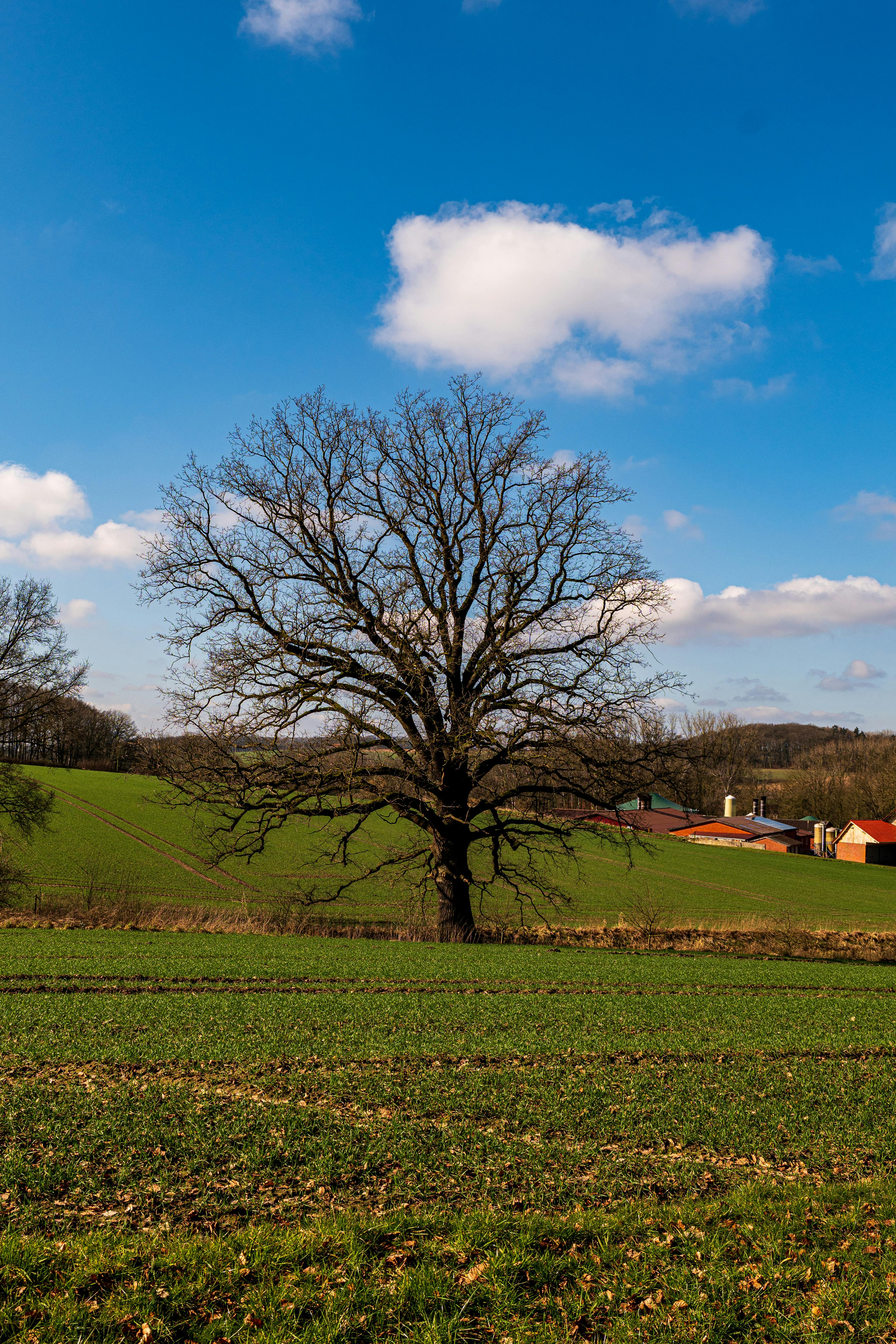 Solitary Oak Tree in Lush Countryside Landscape · Free Stock Photo