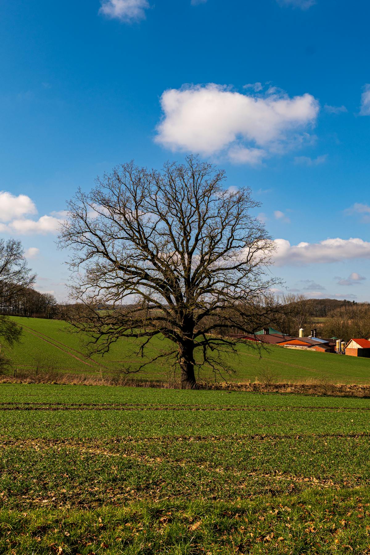 Oak Tree Photos, Download The BEST Free Oak Tree Stock Photos & HD Images