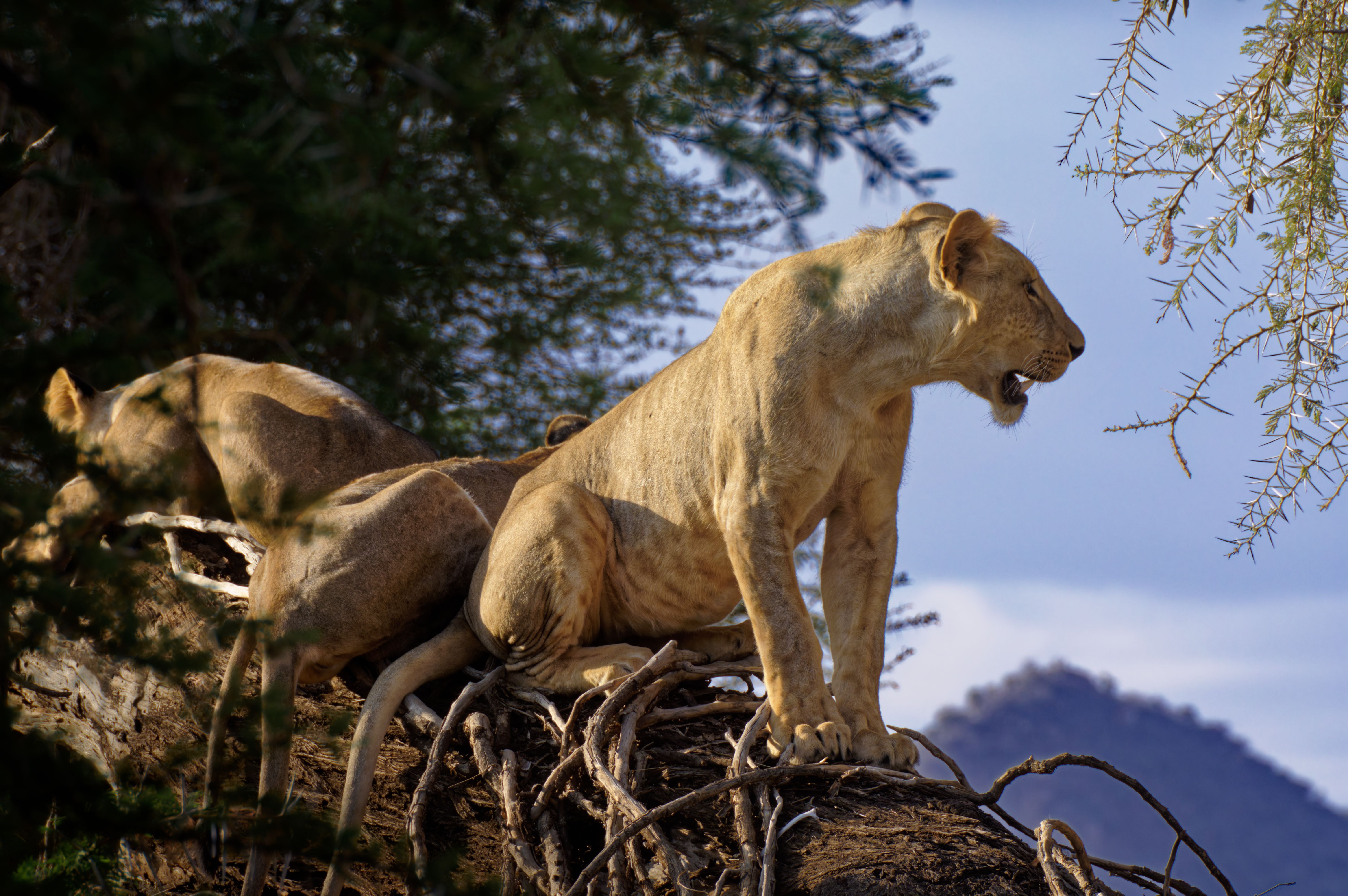 Serengeti Animal Photos, Download The BEST Free Serengeti Animal Stock ...