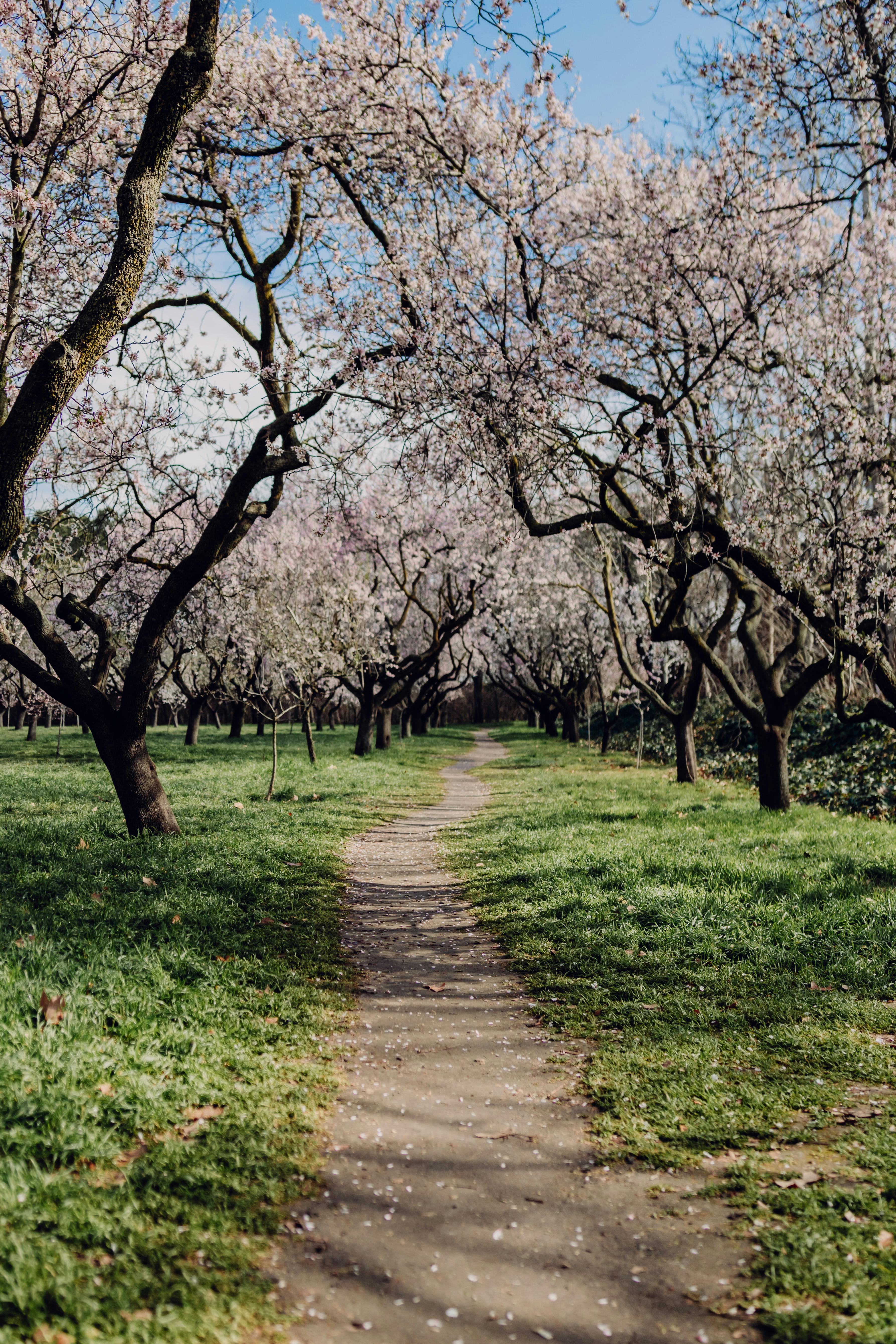 Spring Pathway through Blooming Almond Grove in Madrid · Free Stock Photo