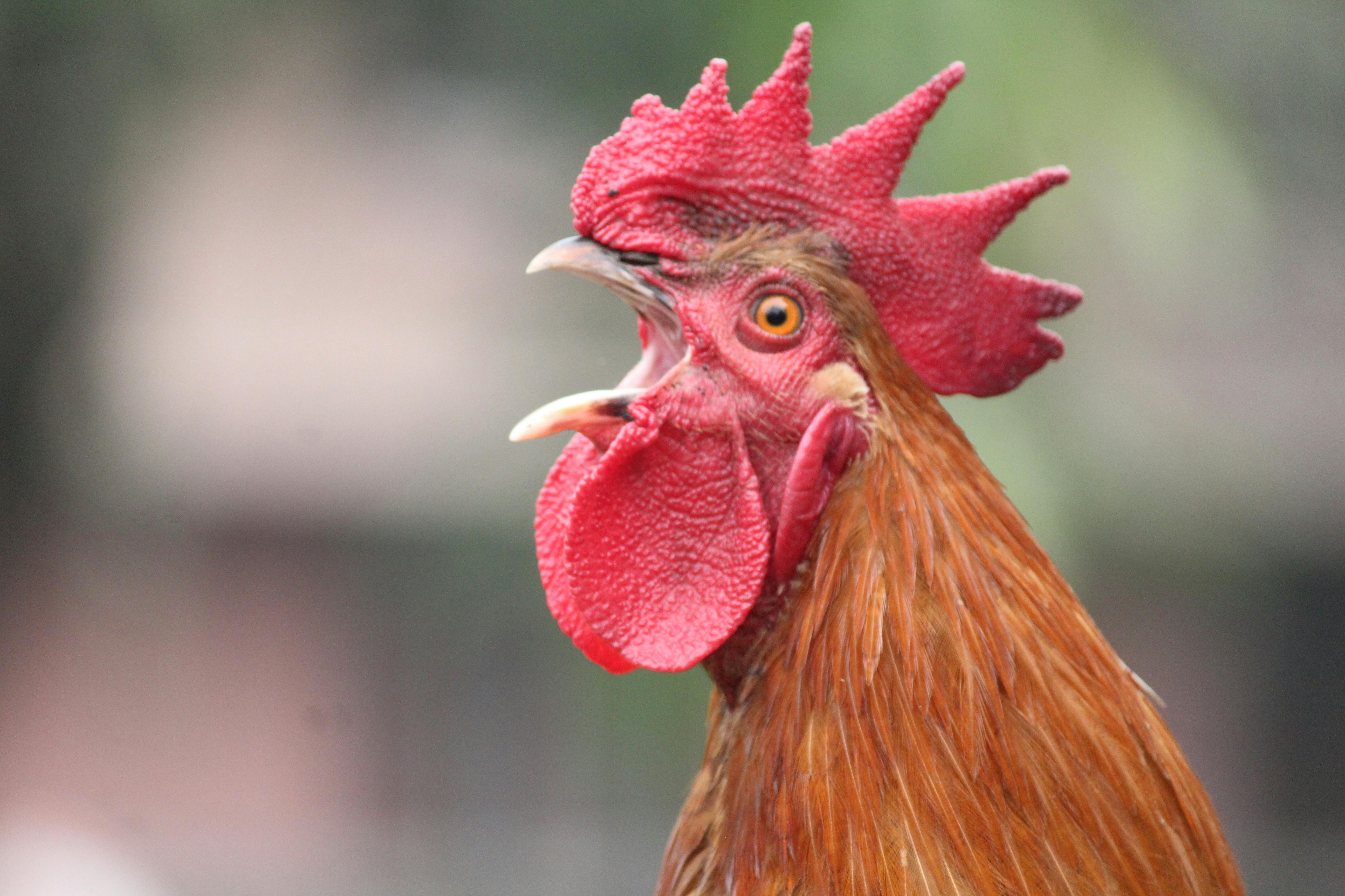 Close-up of a Crowing Rooster in Action · Free Stock Photo