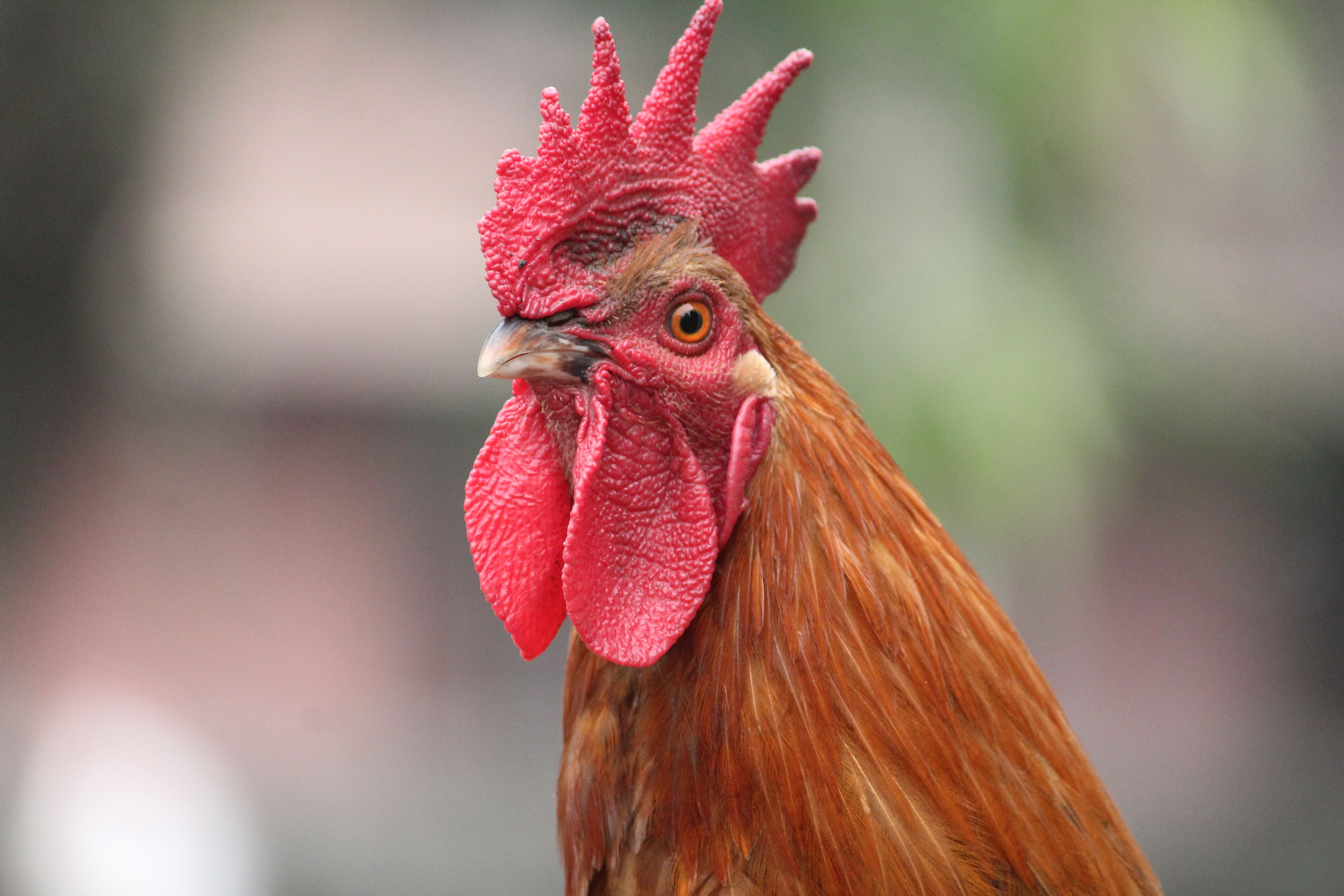 Animation Chicken Photos, Download The BEST Free Animation Chicken ...