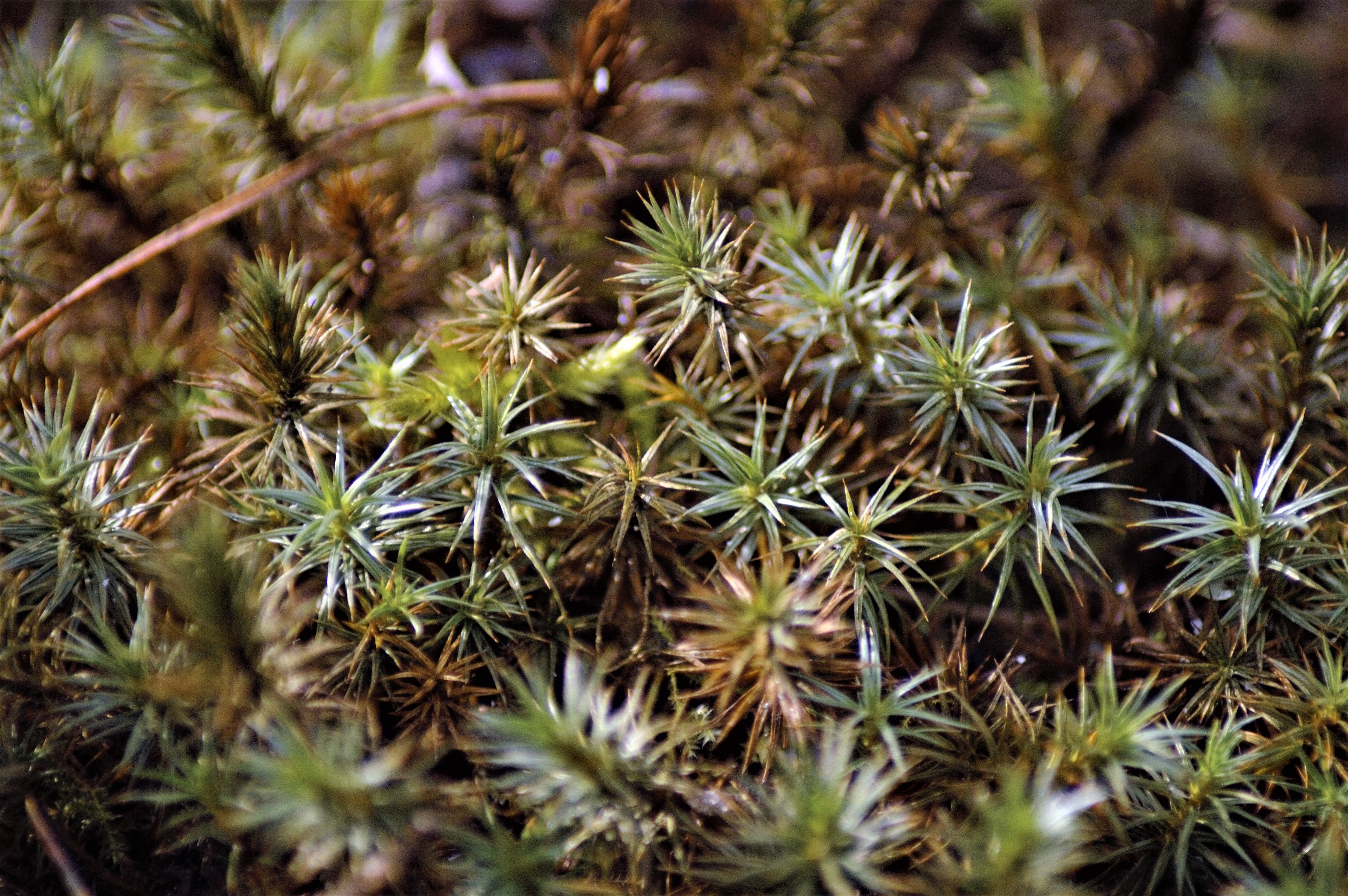 Close-up of Spiky Evergreen Foliage in Nature · Free Stock Photo