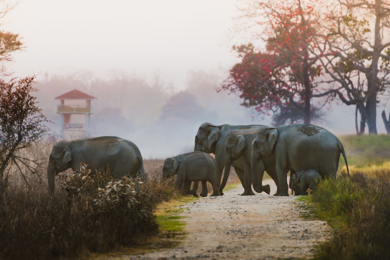 India Nature Photos, Download The BEST Free India Nature Stock Photos ...