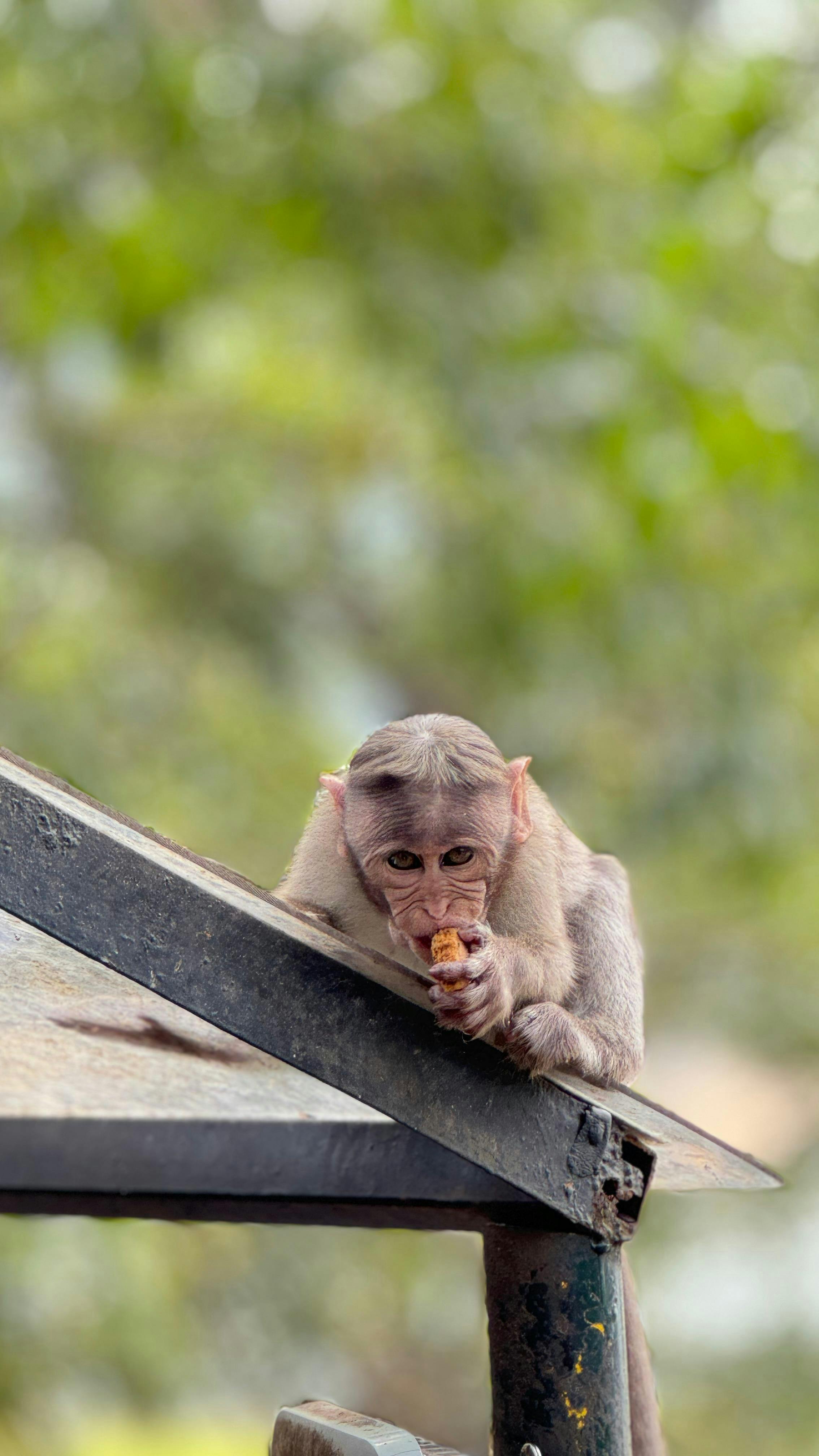Monkey Rizz Photos, Download The BEST Free Monkey Rizz Stock Photos ...