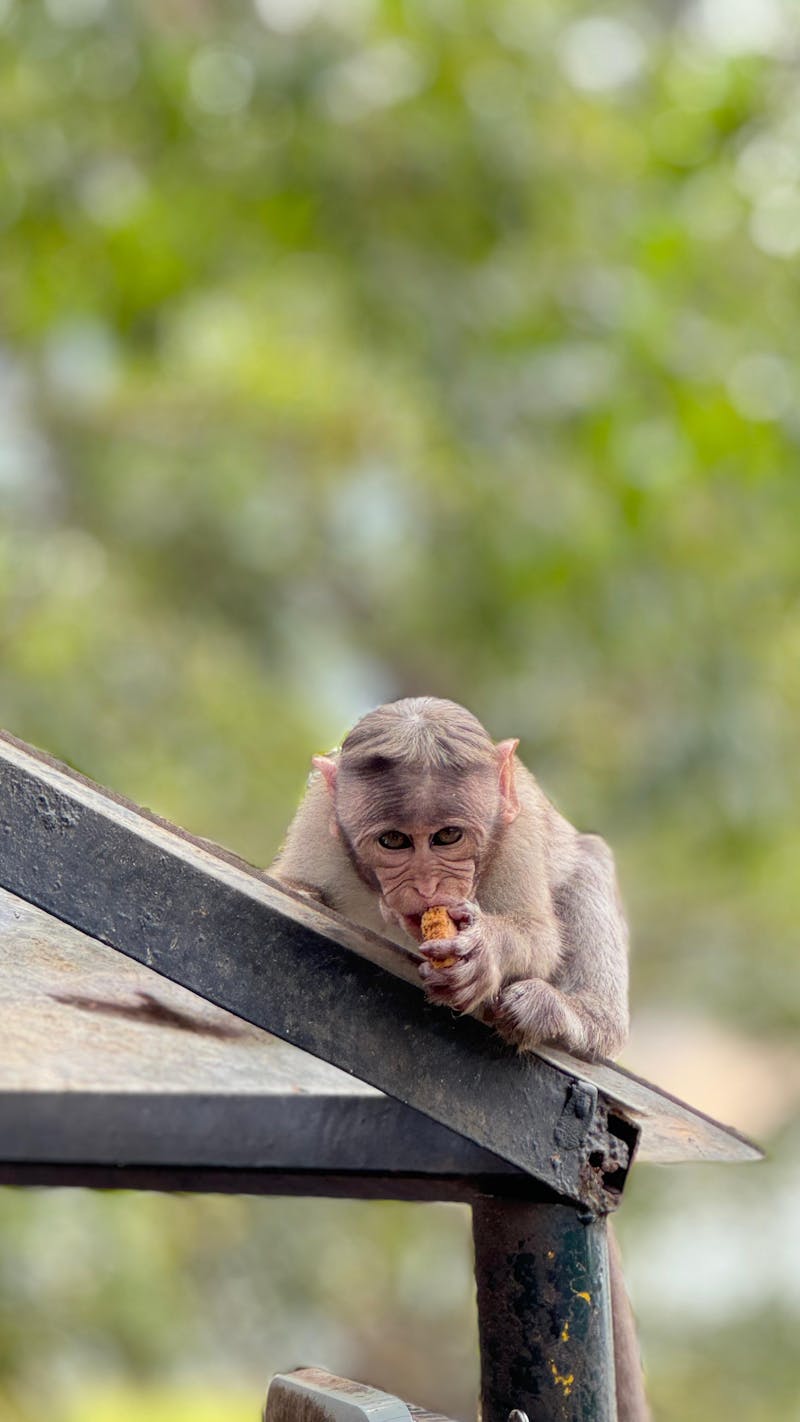 Goofy Monkey Photos, Download The BEST Free Goofy Monkey Stock Photos ...