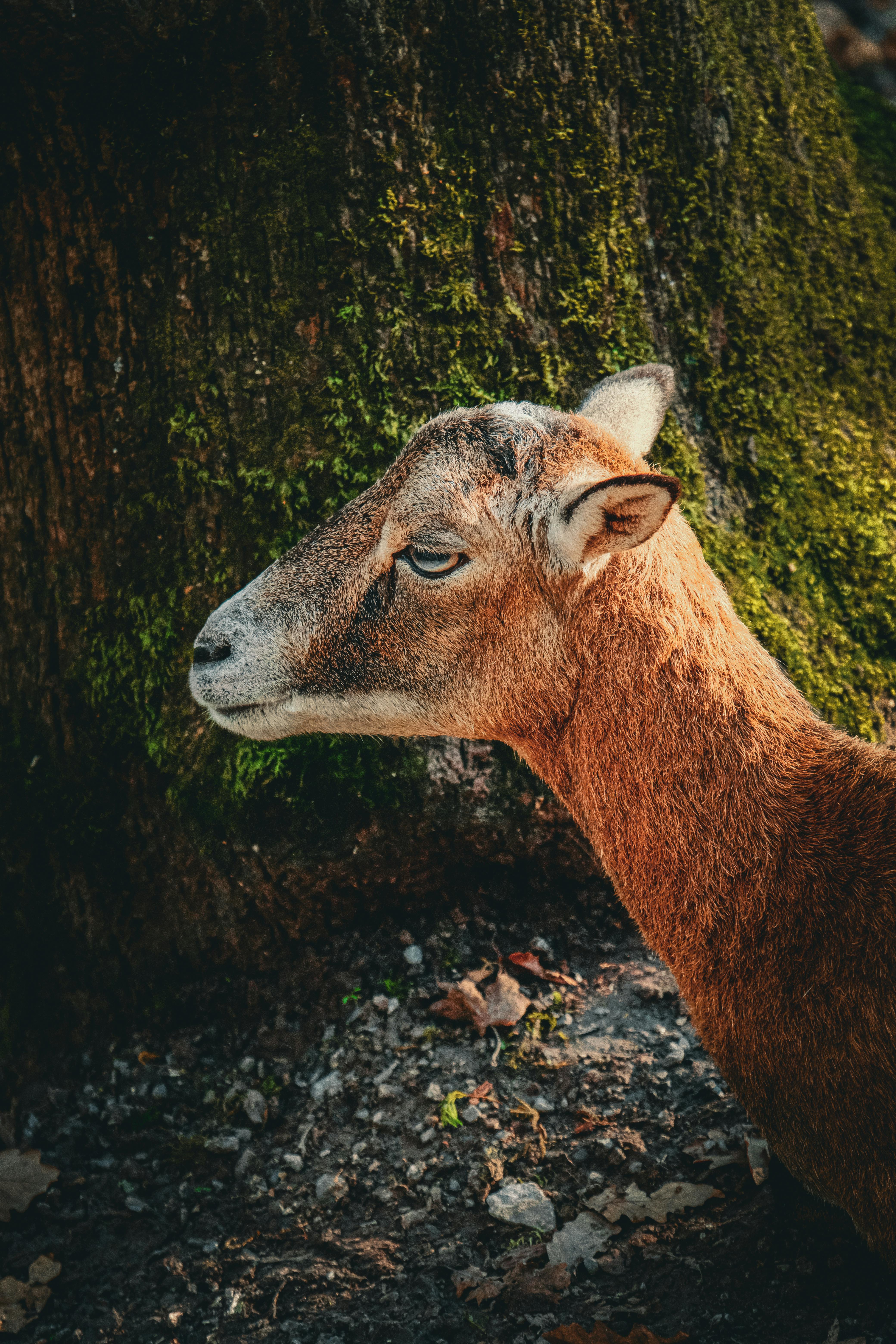 Close-up of a Brown Wild Goat in Forest Setting · Free Stock Photo