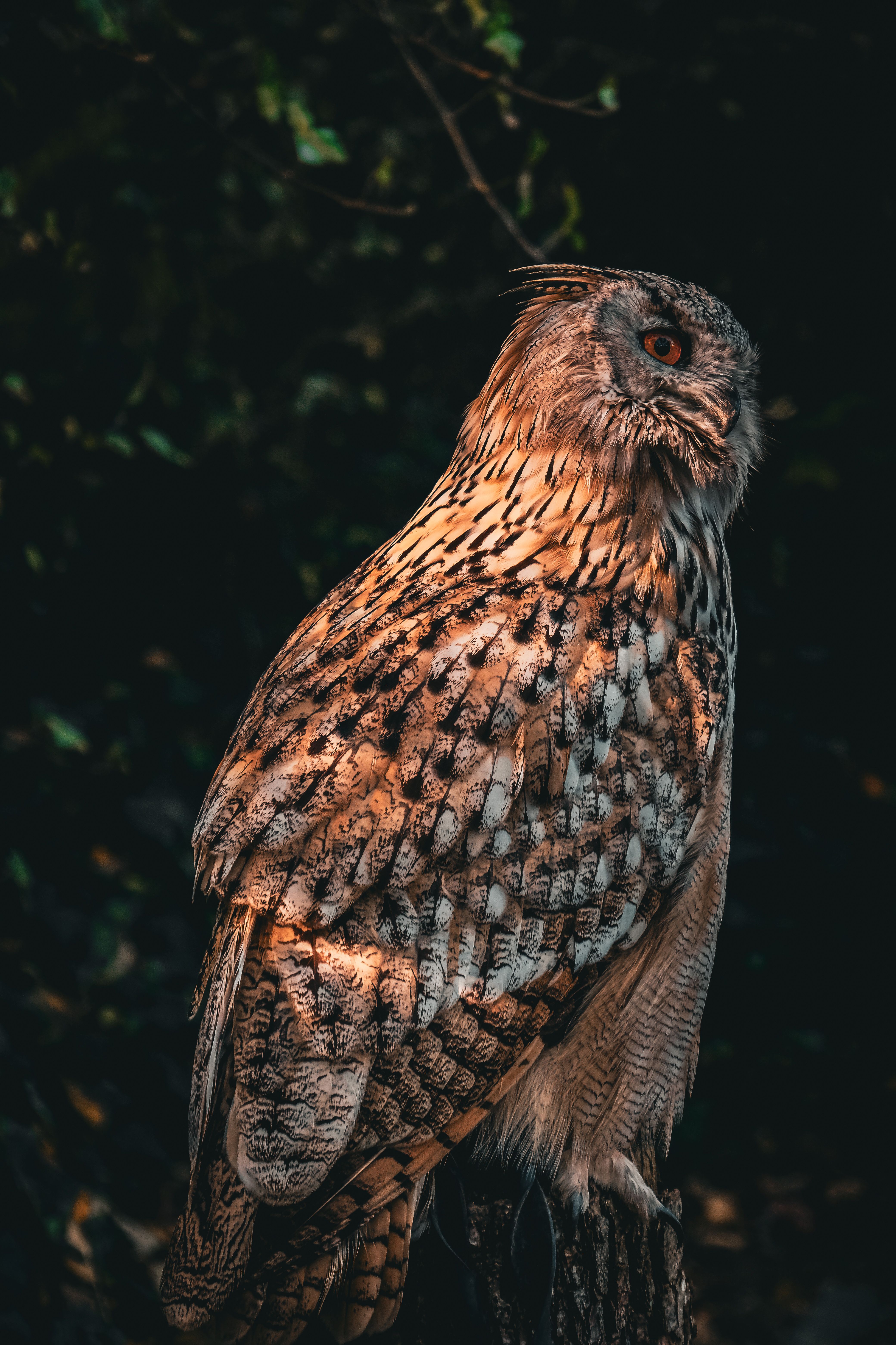 Majestic Eurasian Eagle-Owl in Natural Habitat · Free Stock Photo