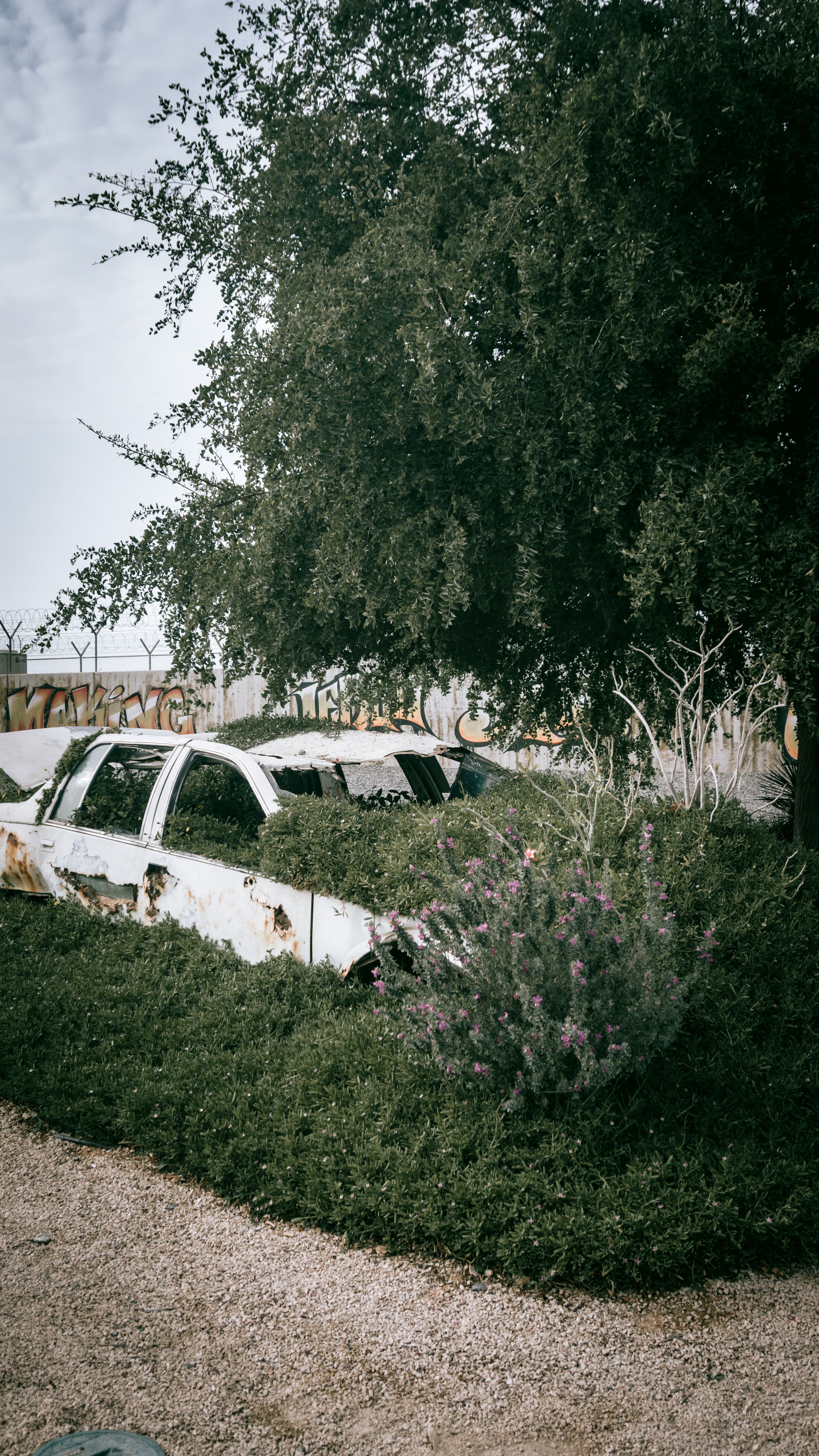 Abandoned Vintage Car Overgrown with Vegetation · Free Stock Photo