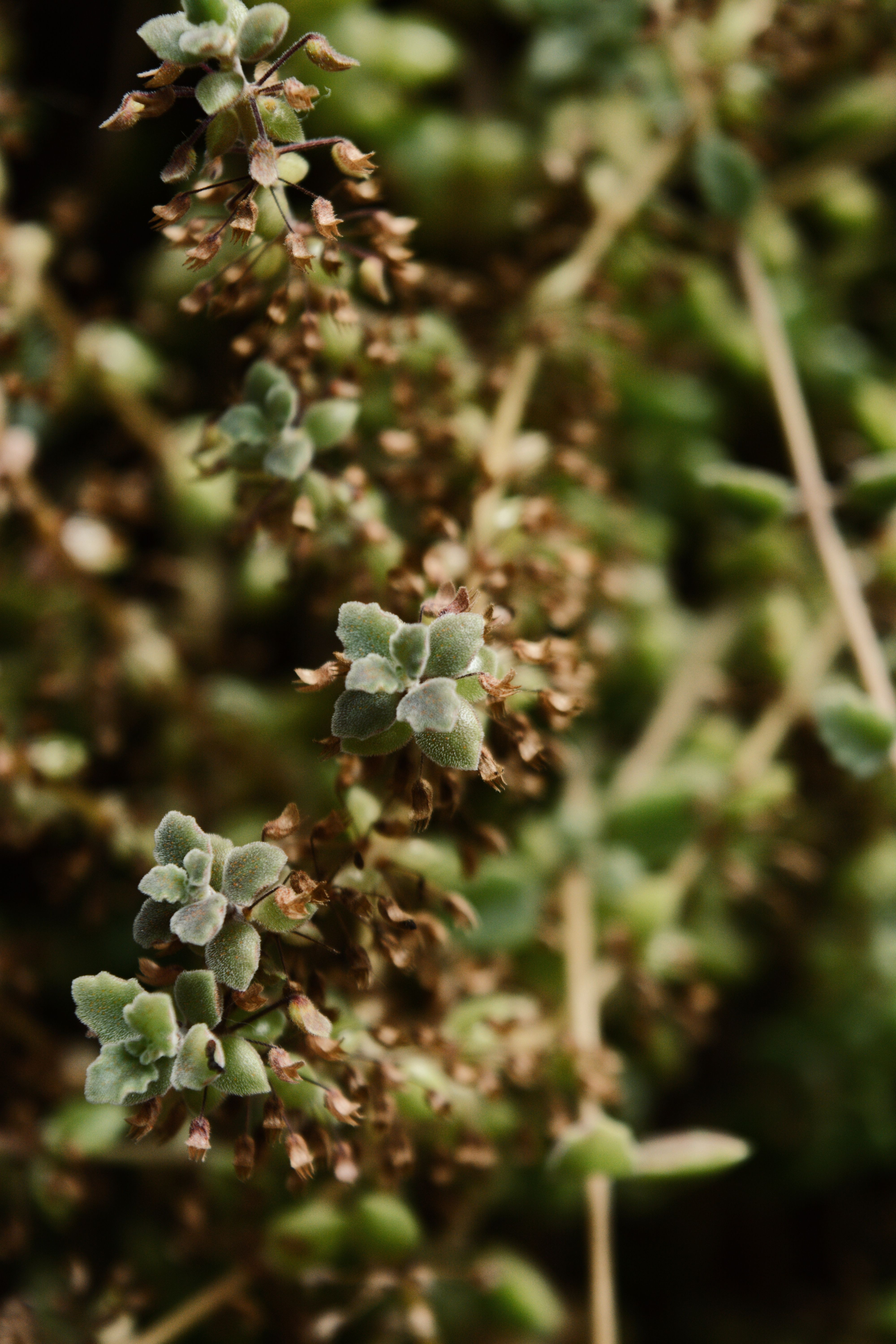Close-up of Lush Green Herbal Plant · Free Stock Photo