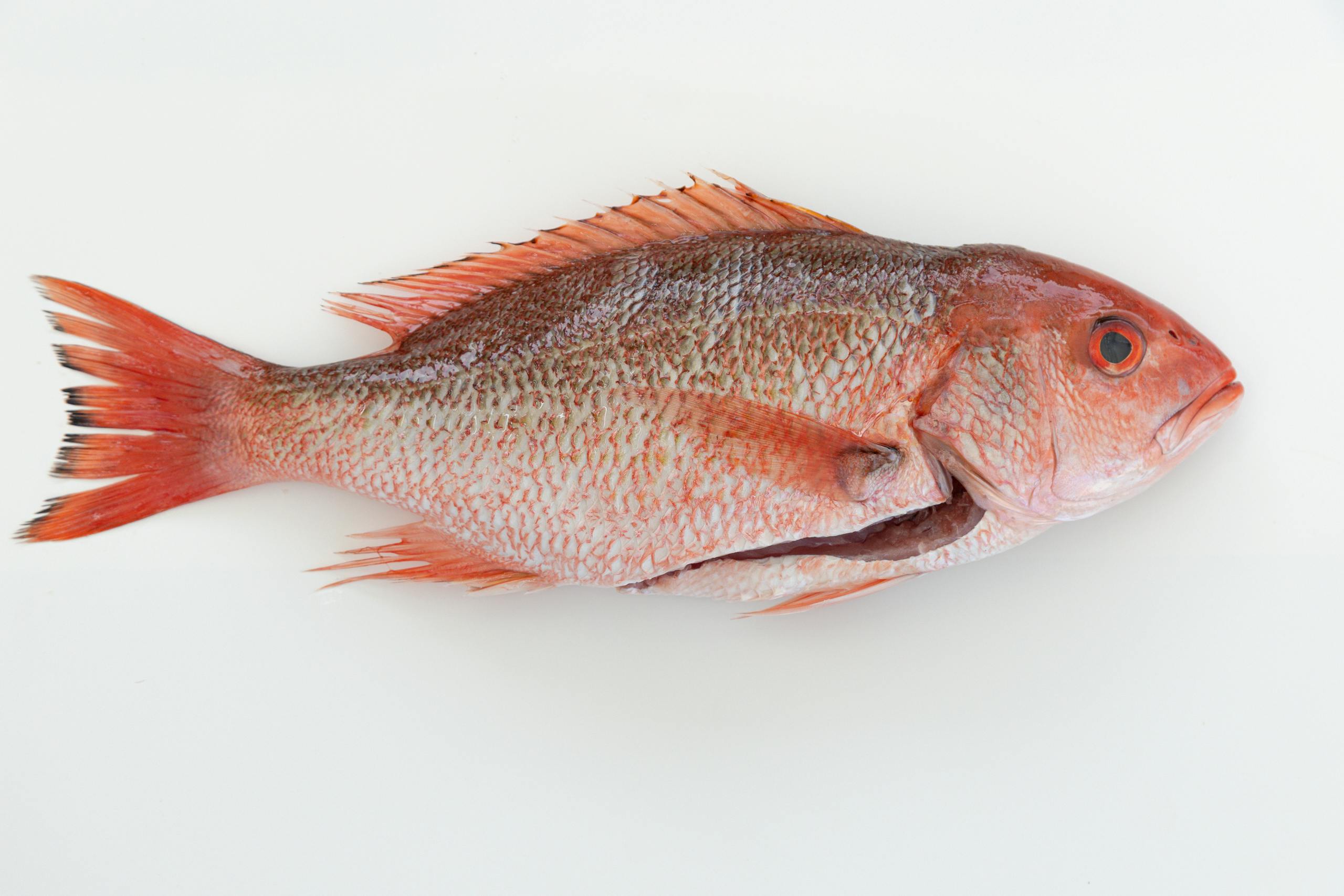 Whole Raw Red Snapper on White Surface · Free Stock Photo