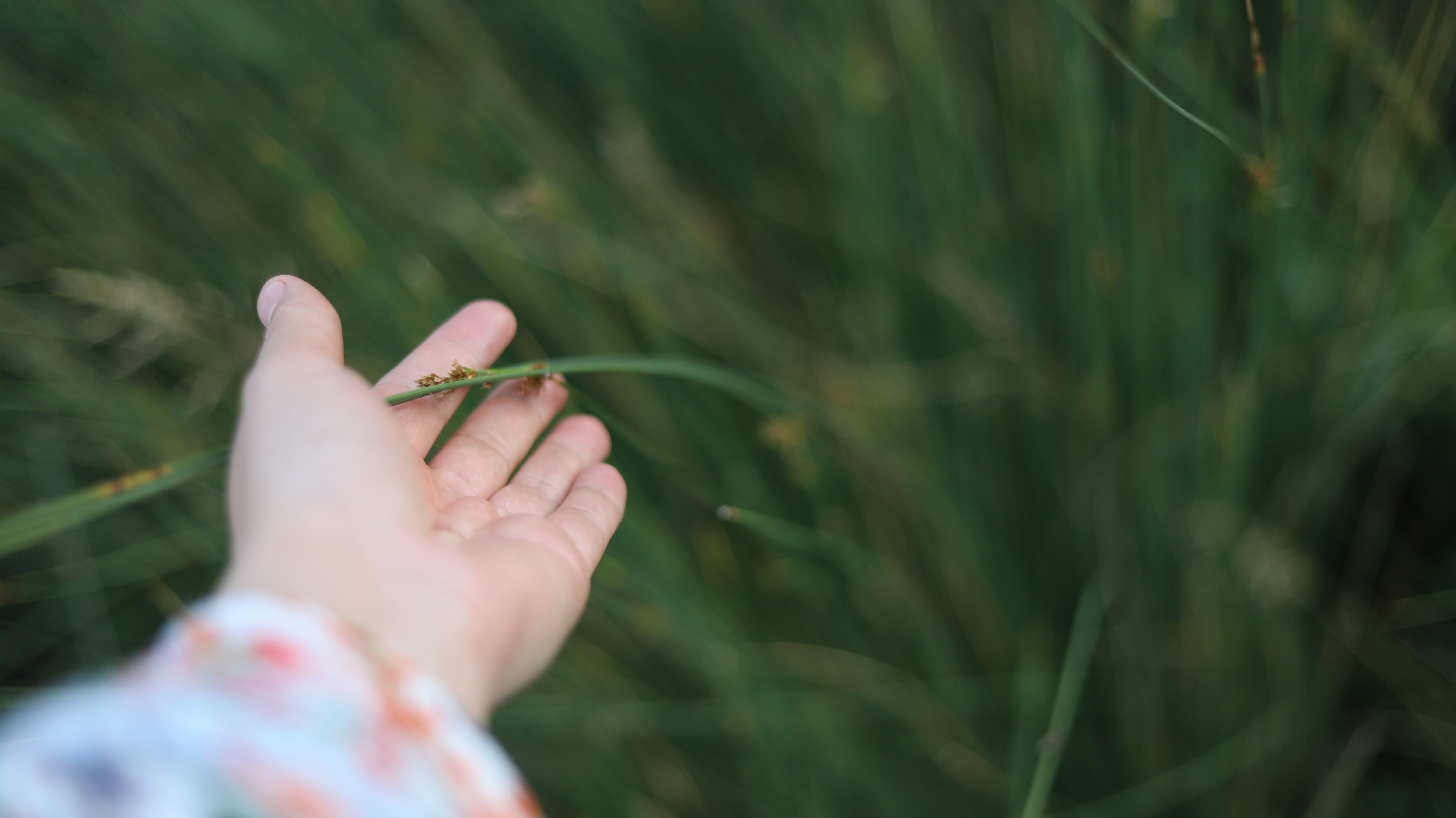 Hand reaching out to touch lush green grass · Free Stock Photo