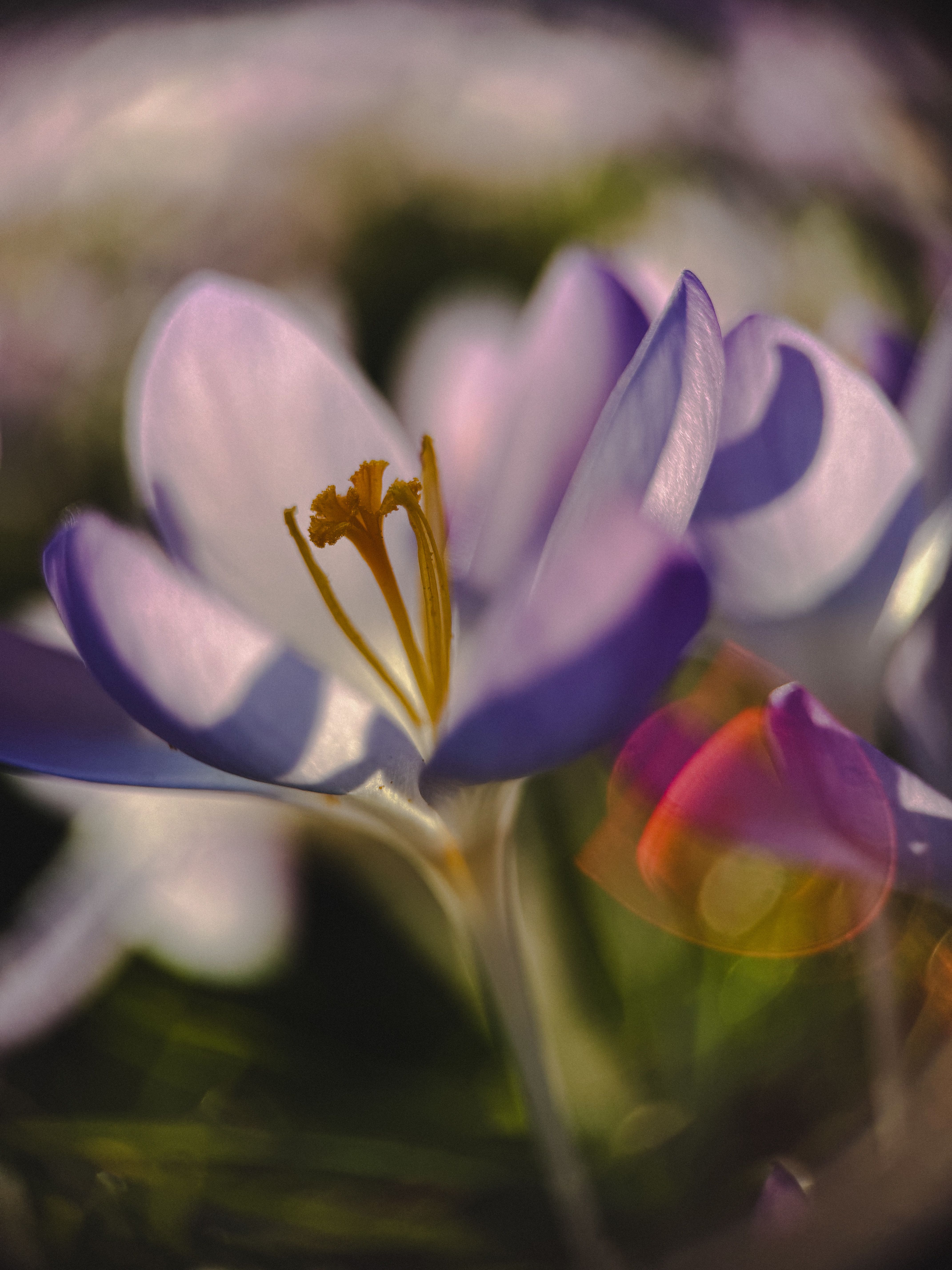 Close-Up of Spring Crocus Flower in Berlin · Free Stock Photo