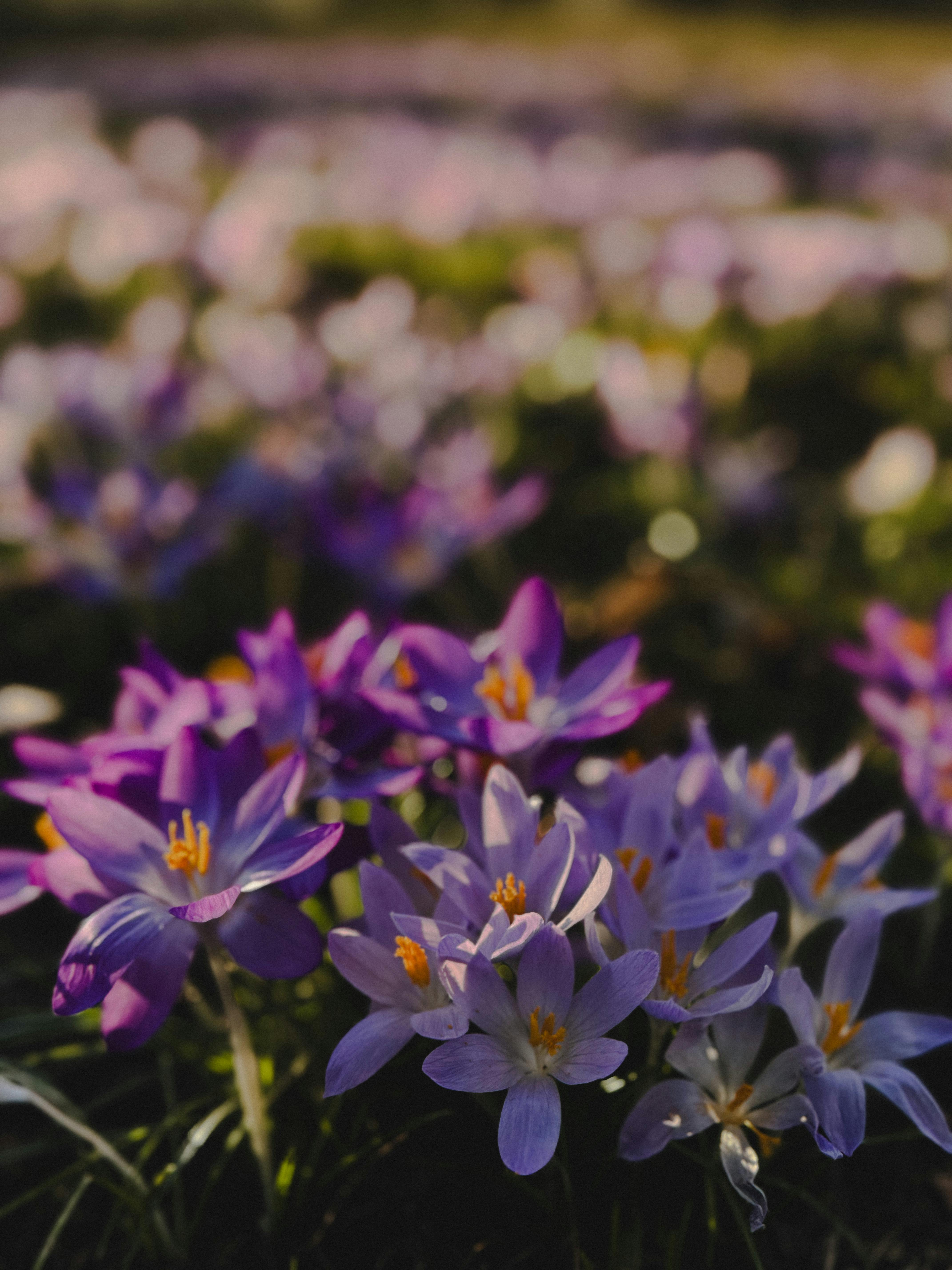Purple Crocus Blooms in Berlin Springtime · Free Stock Photo