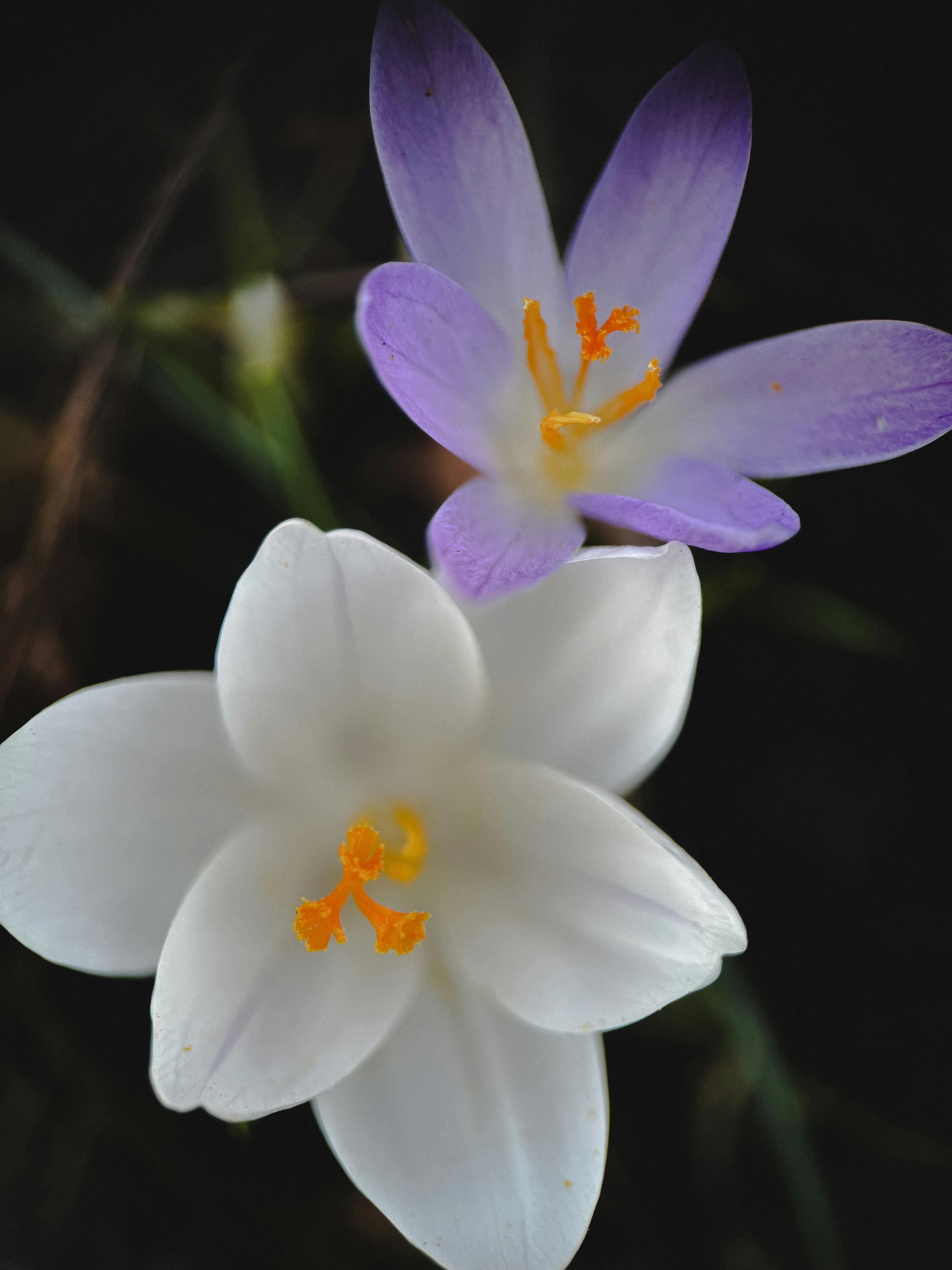 Fotografía Macro De Flores De Azafrán En Un Jardín De Berlín · Foto de ...